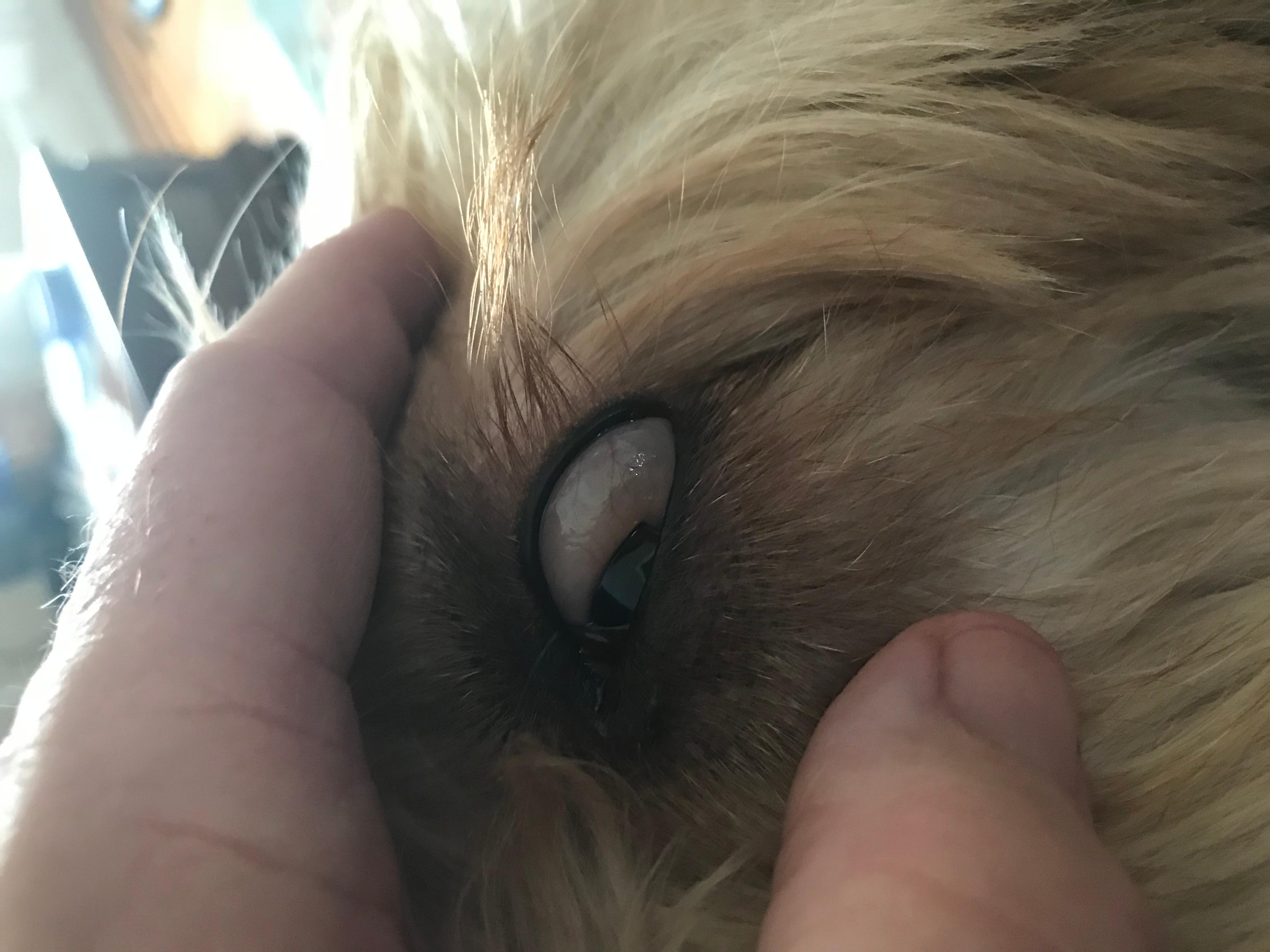 Why is my Goldendoodle acting strange with a bulging eye and fever? | Petco