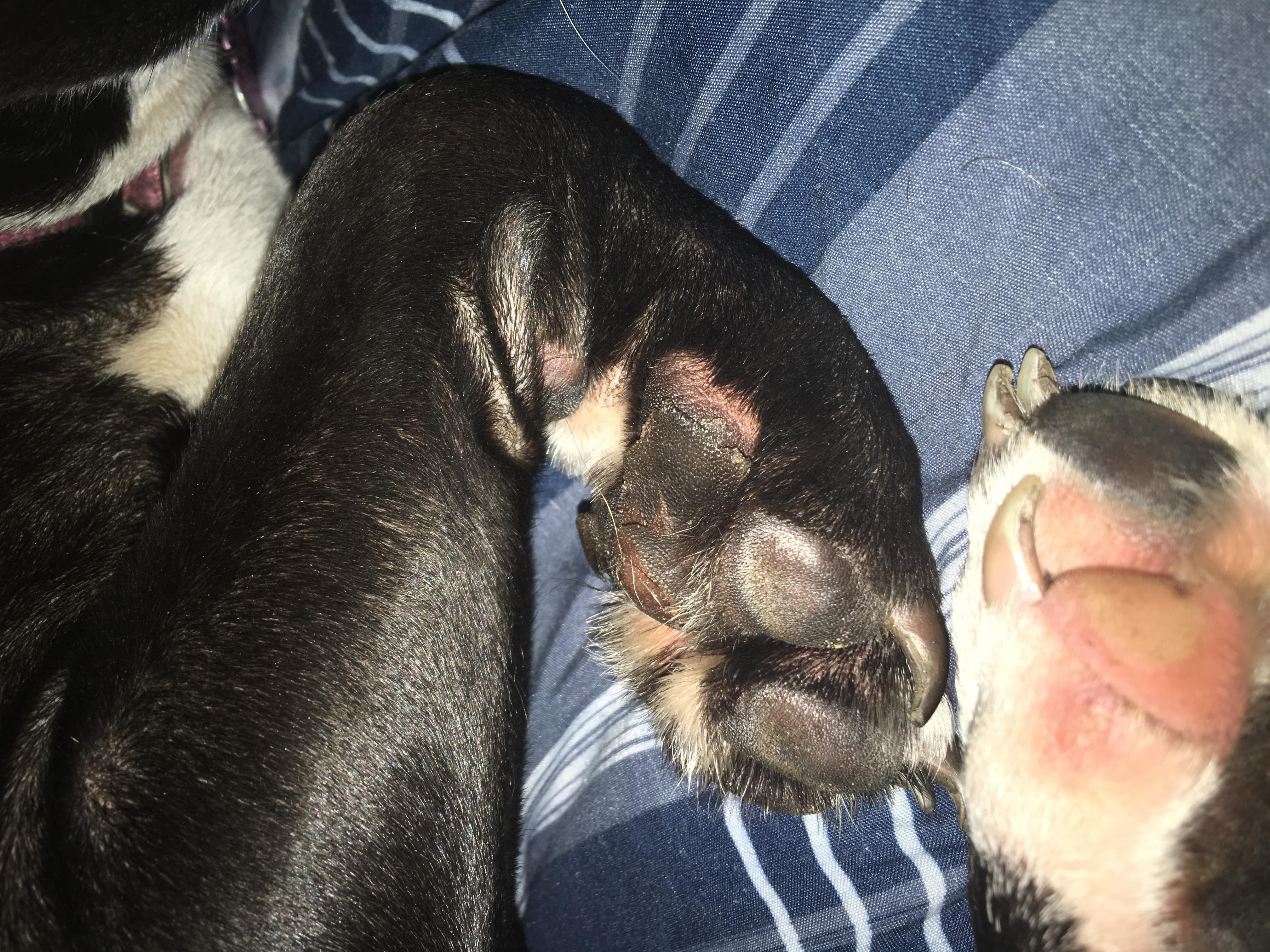 My Dog Burned Paw Pads: How to Care for Them Until the Vet | Petco