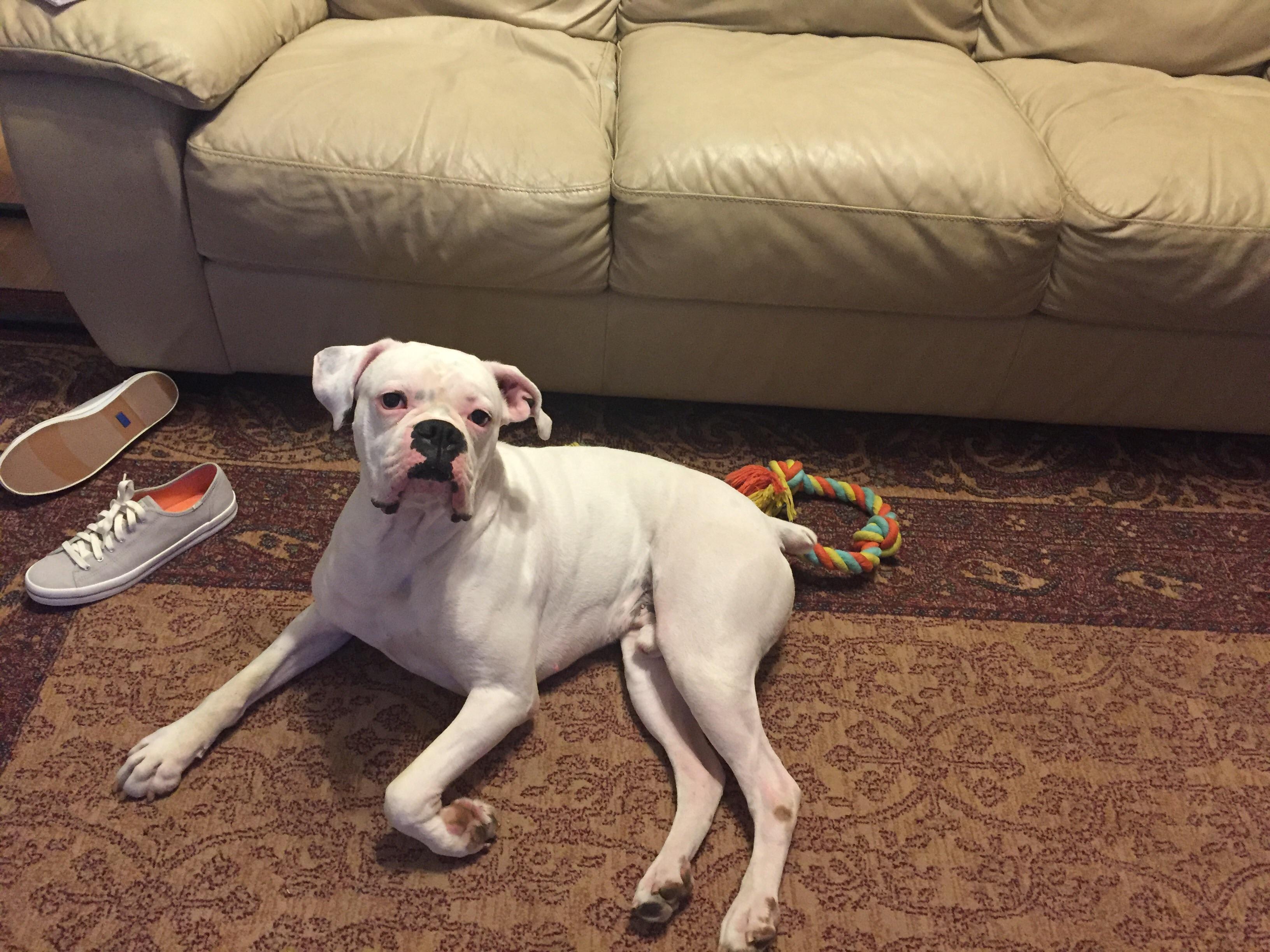 What to Feed My Adopted 2-Year-Old Sensitive Boxer & How Much? | Petco