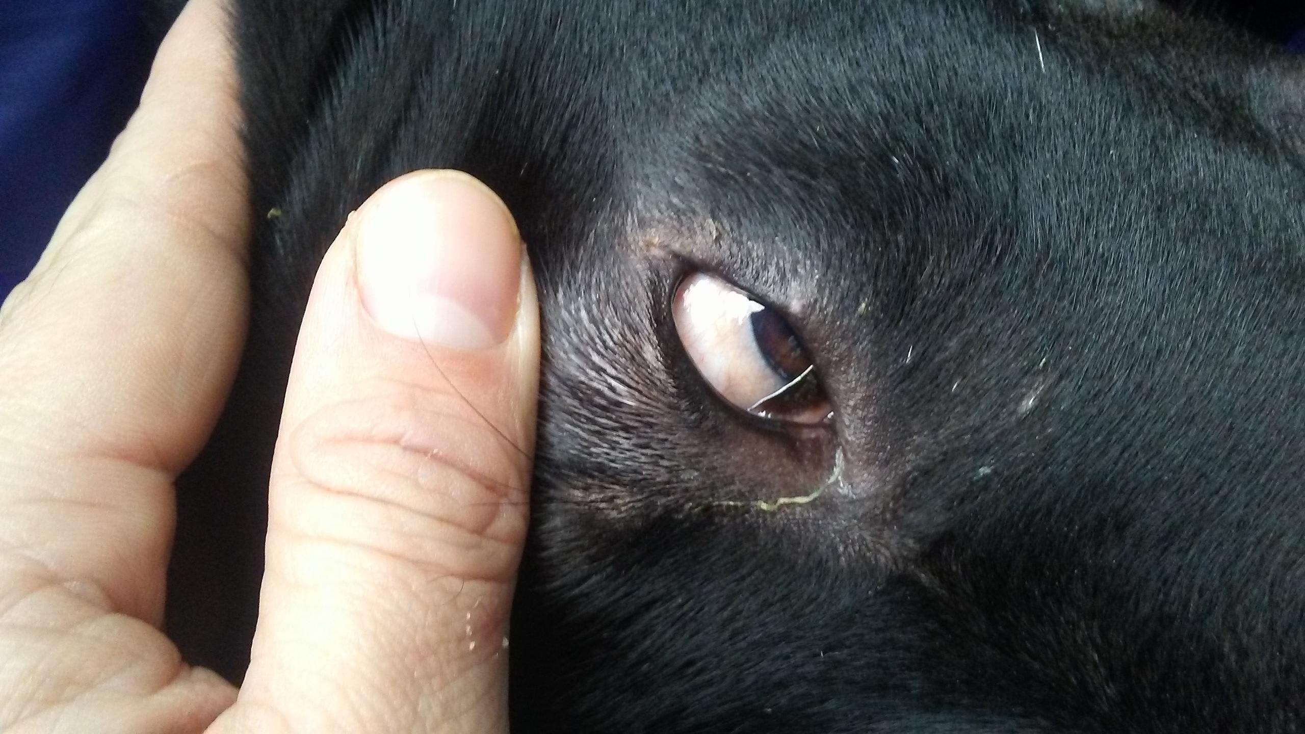 My Dog's Eyes: Discharge, Hazy, Brown. Is It Pink Eye? | Petco