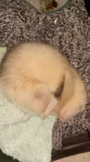 Ferret Skin Bump? How to Treat a Possible Tumor Before Vet | Petco