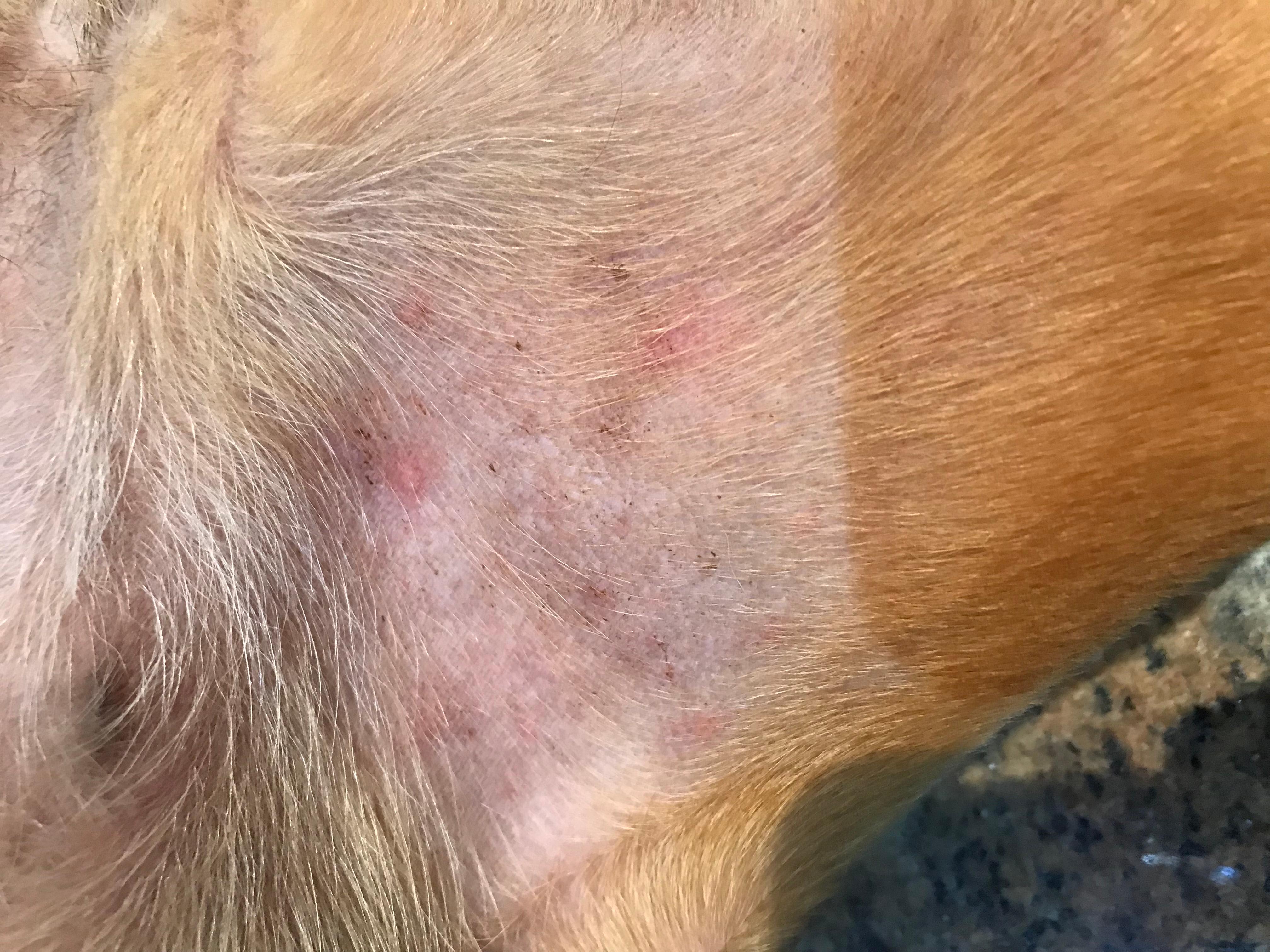 My Dog Has a Groin Rash & Lump: Is it Heat Rash or Vet Visit? | Petco