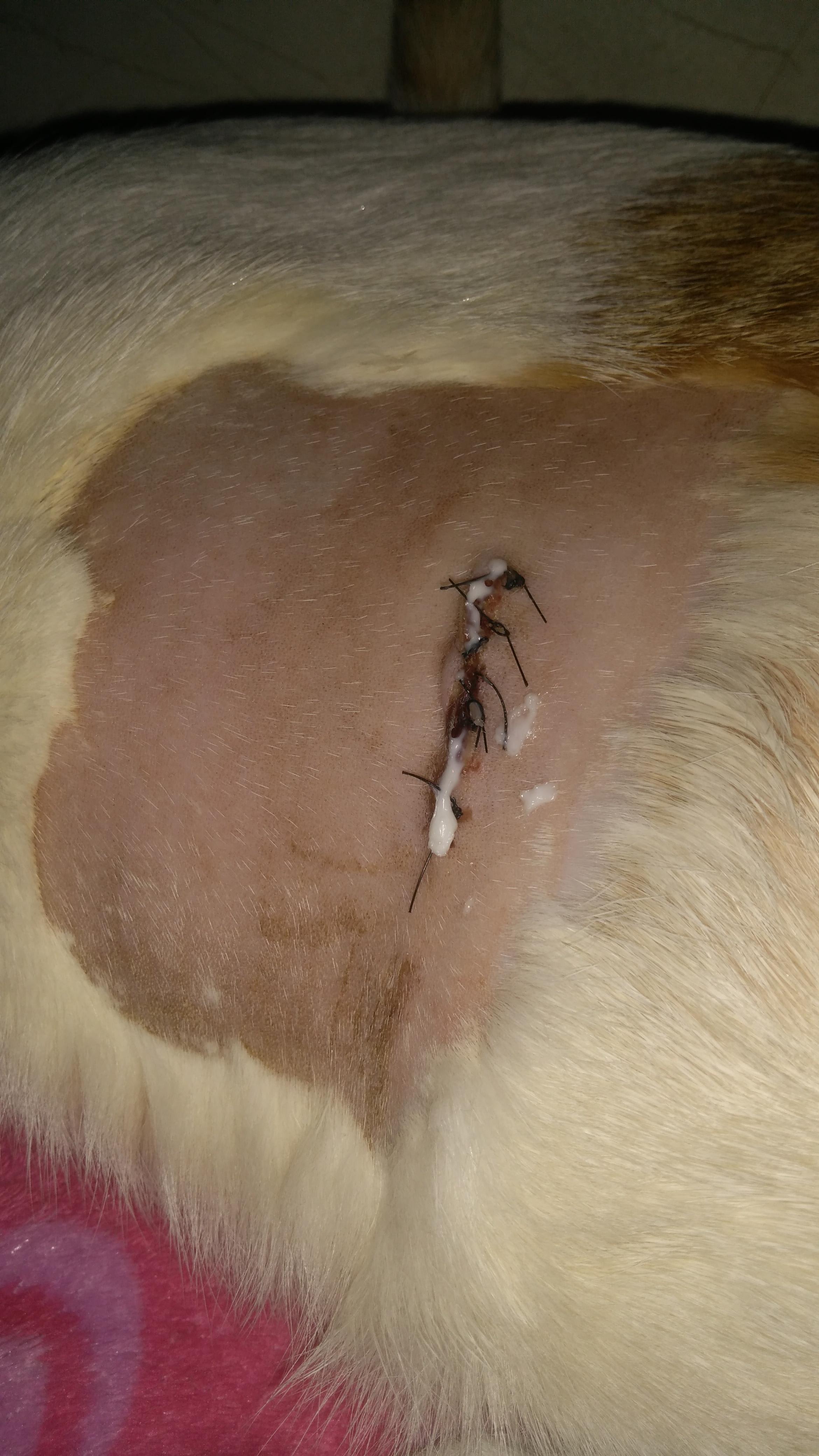 Is my cat's spay incision healing correctly 6 days after spaying? | Petco