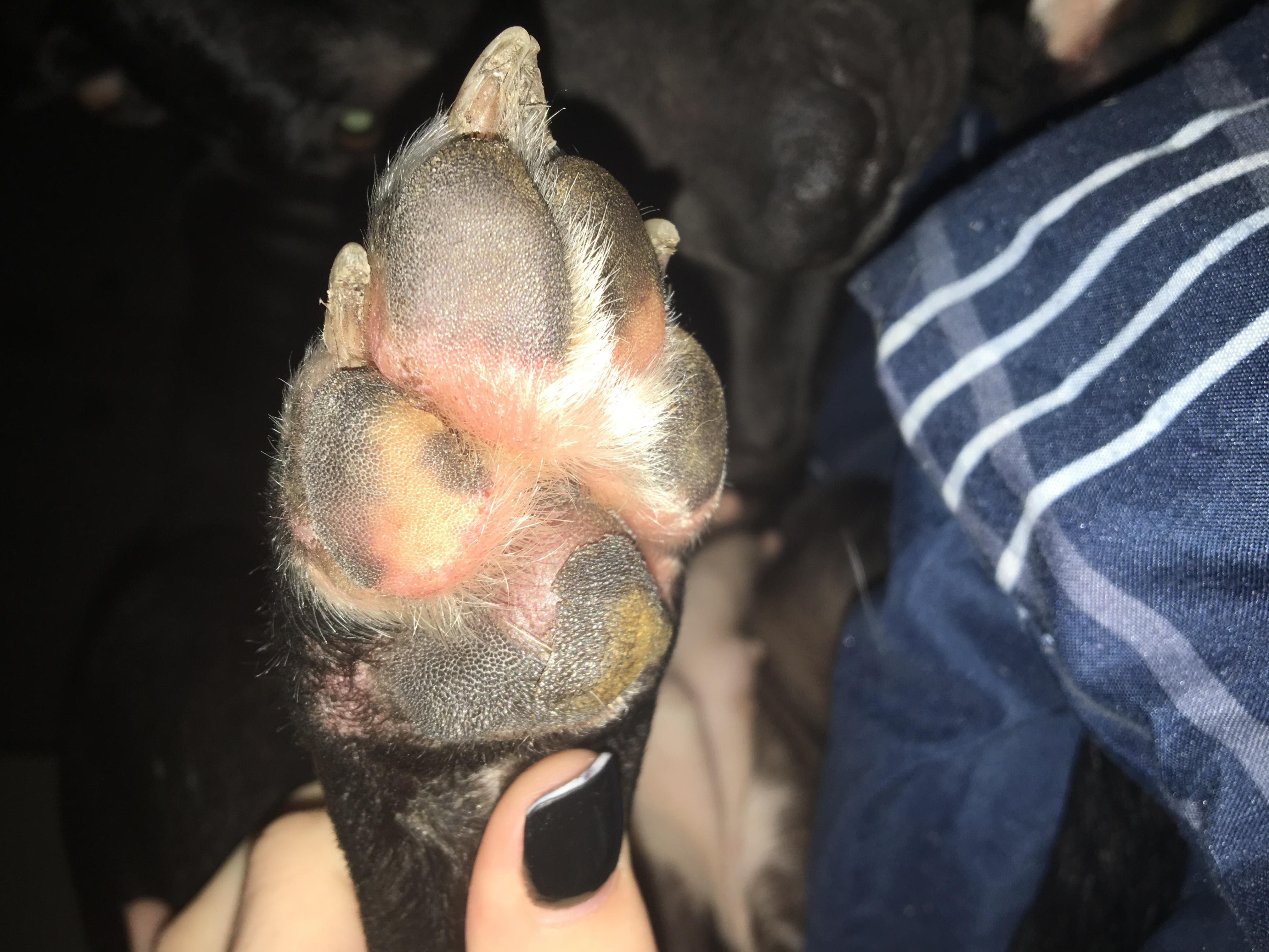 My Dog Burned Paw Pads: How to Care for Them Until the Vet | Petco