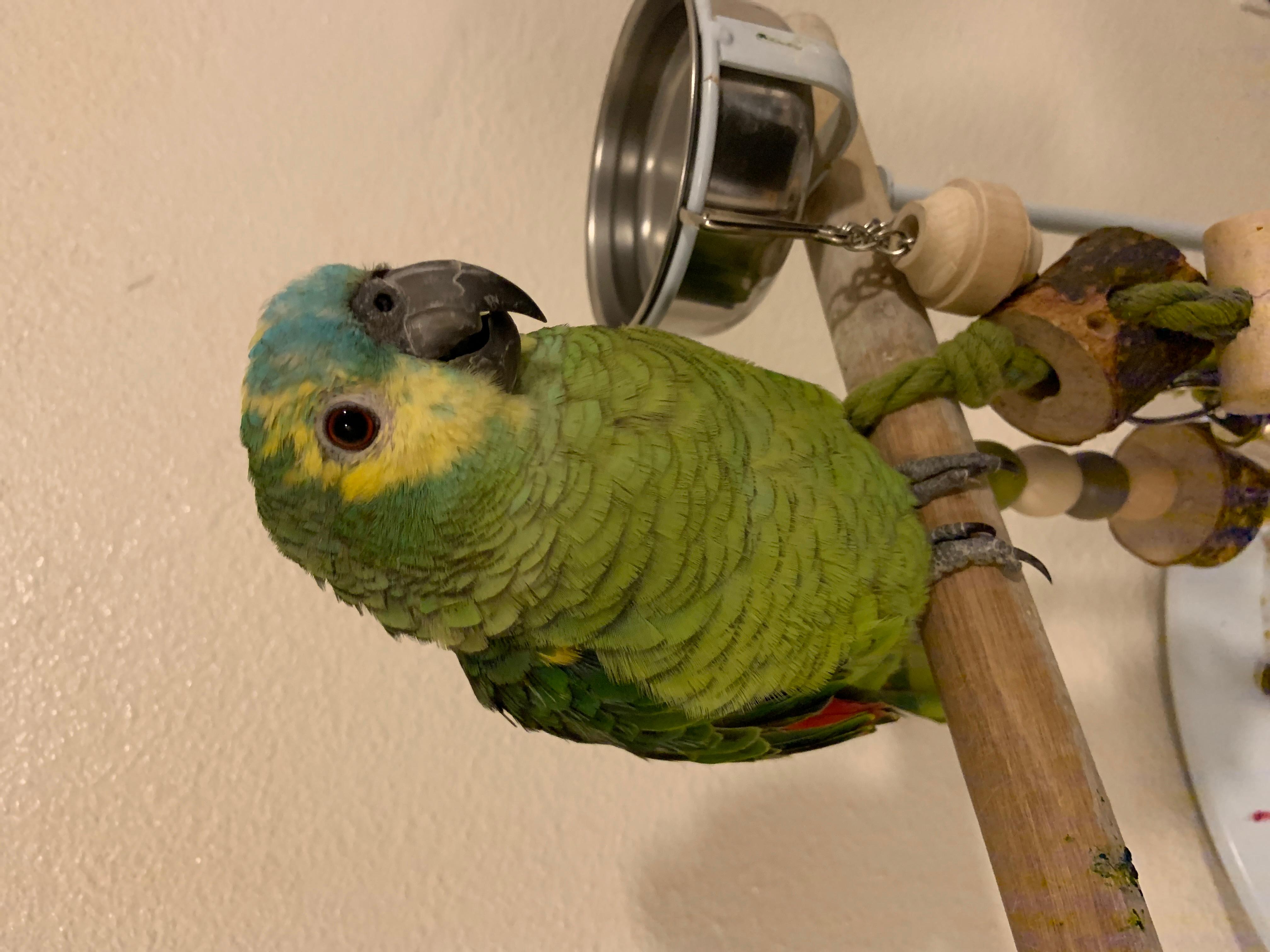 My Amazon Parrot Sneezes, Whistles, Shakes Head: Is It Sick? | Petco