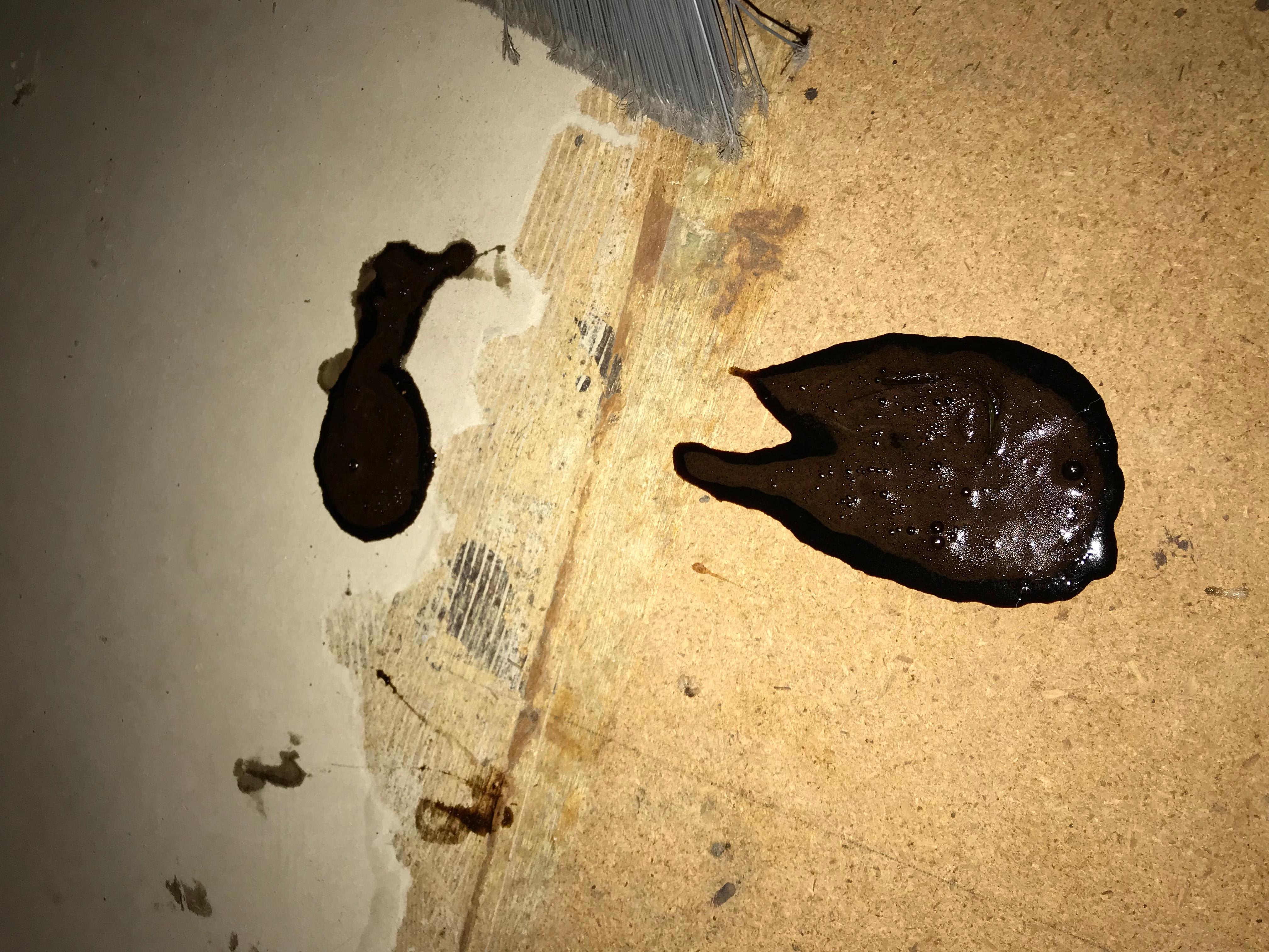 My dog vomiting dark and black poop after eating wood chips? | Petco