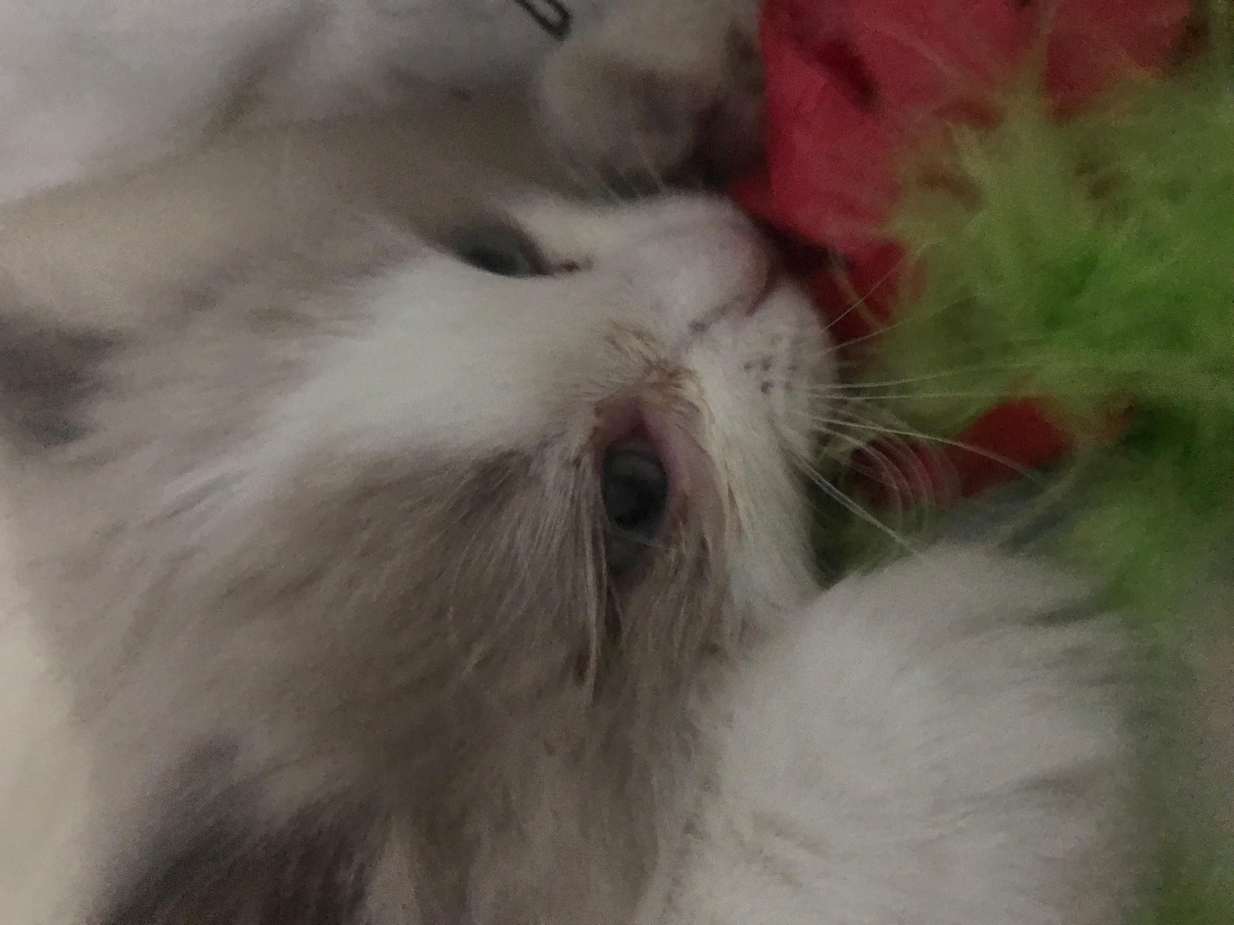 Ragdoll Kitten Has Goopy, Red, Sore Eyes? What to Do | Petco