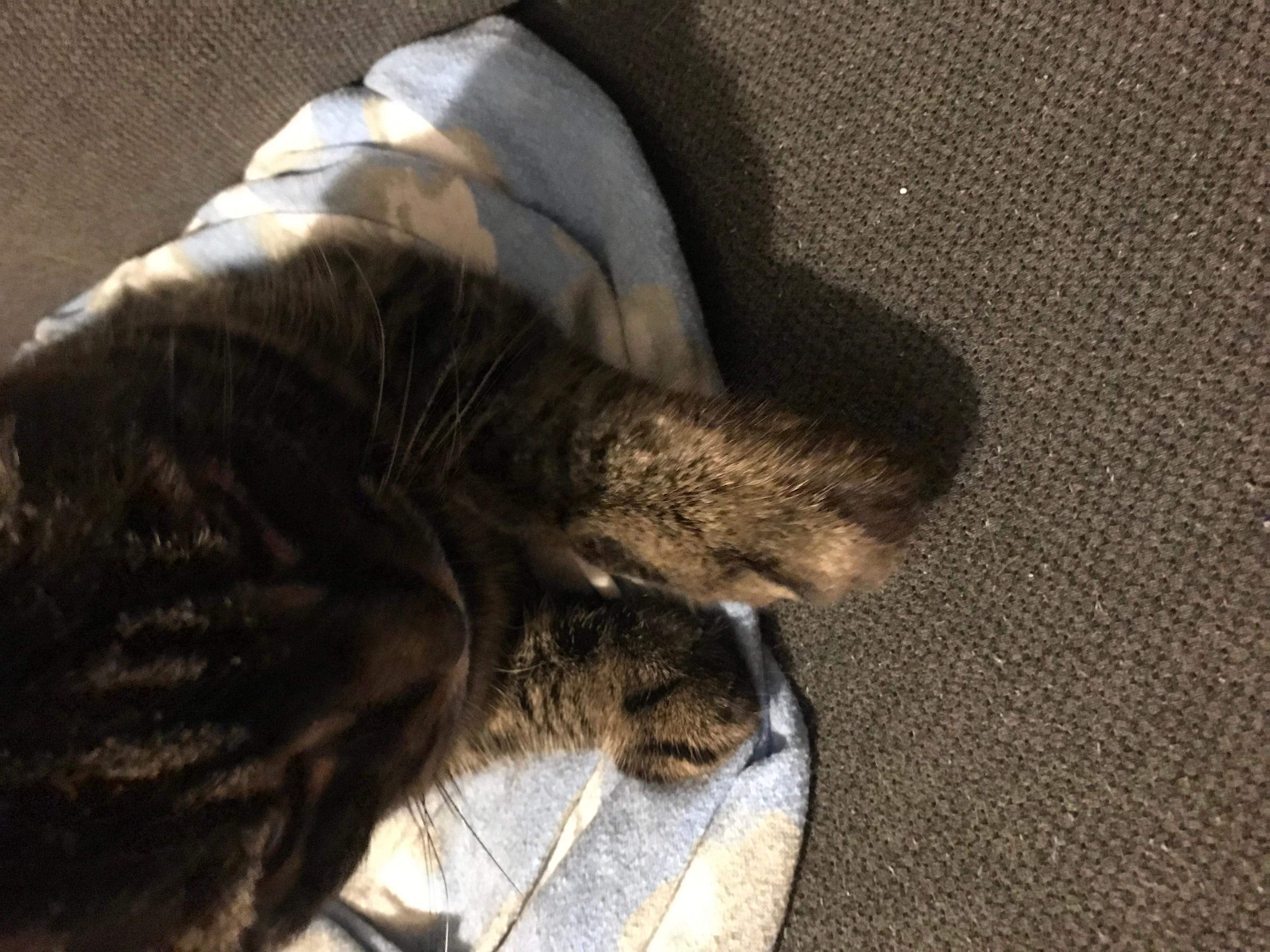 Cat's Swollen Ingrown Nail: Old Meds, Peroxide, or Vet? | Petco
