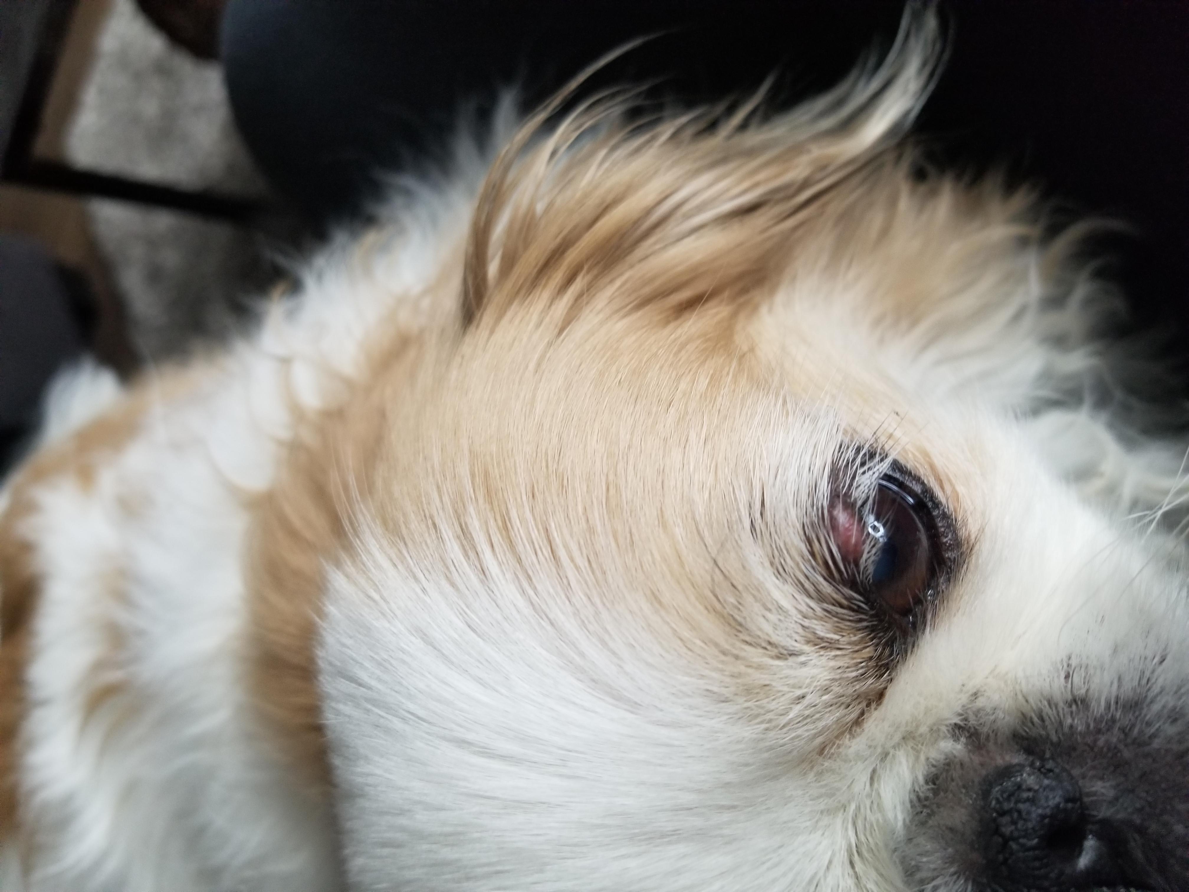 My Dog Has a Sudden Bump on Her Eyelid: What Is It & What To Do? | Petco