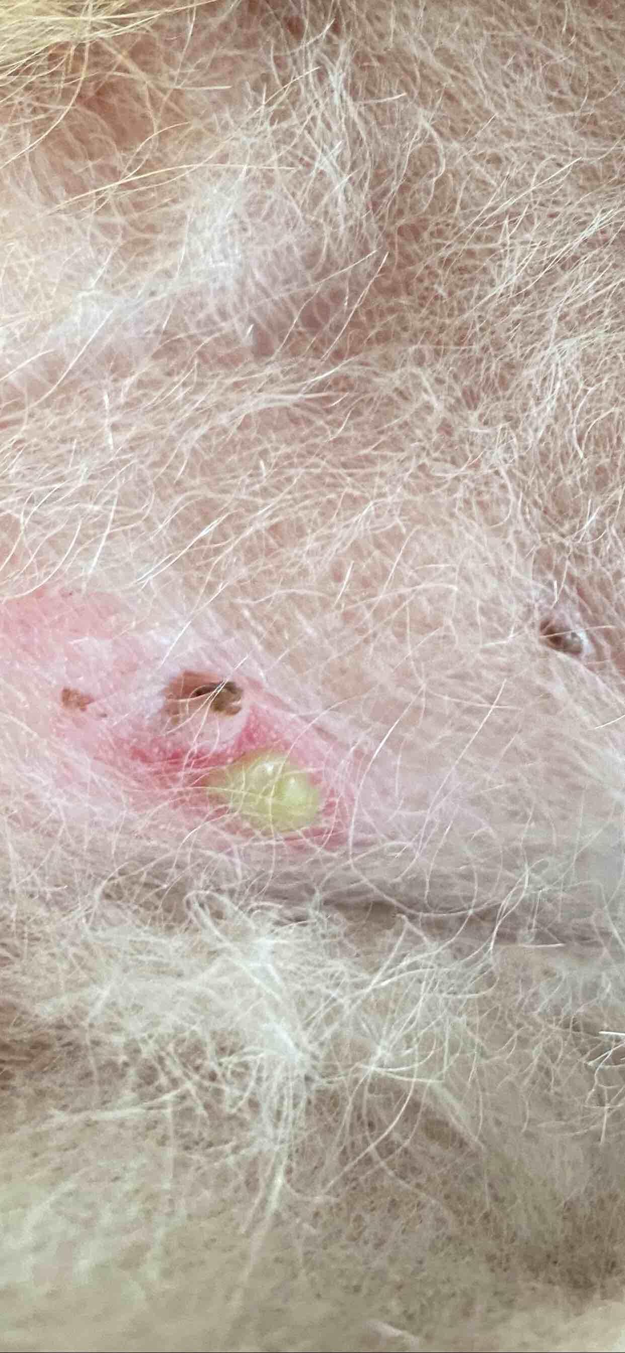 Why does my dog have a raised, pus-filled bump after grooming? | Petco