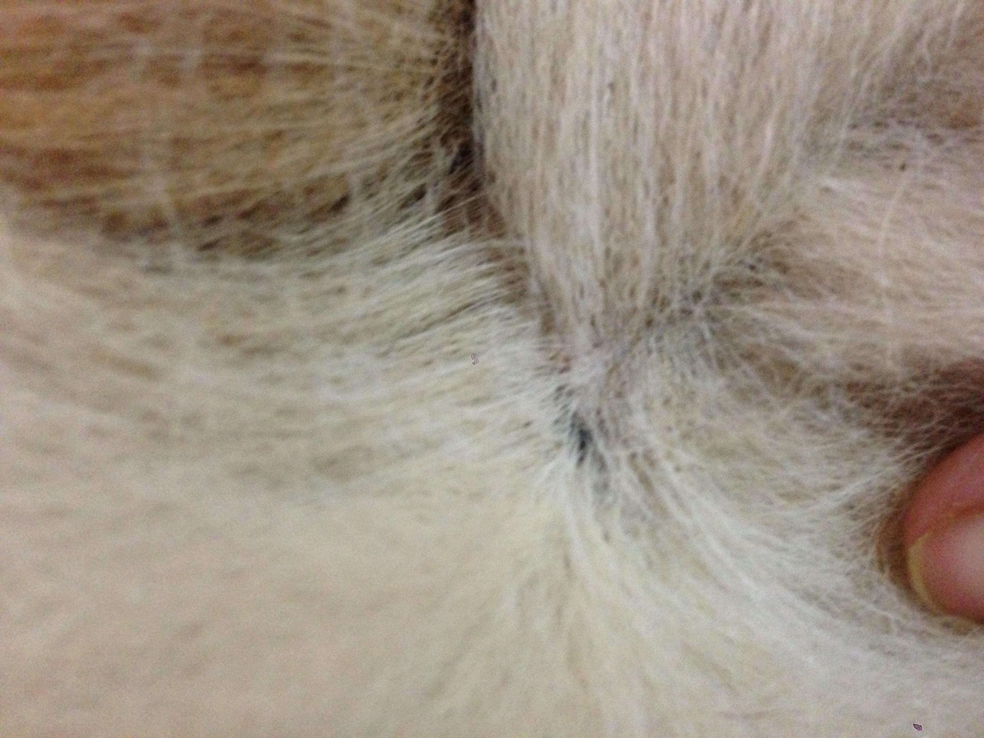 Why does your kitten have flaky, crusty skin on its tail and body? | Petco
