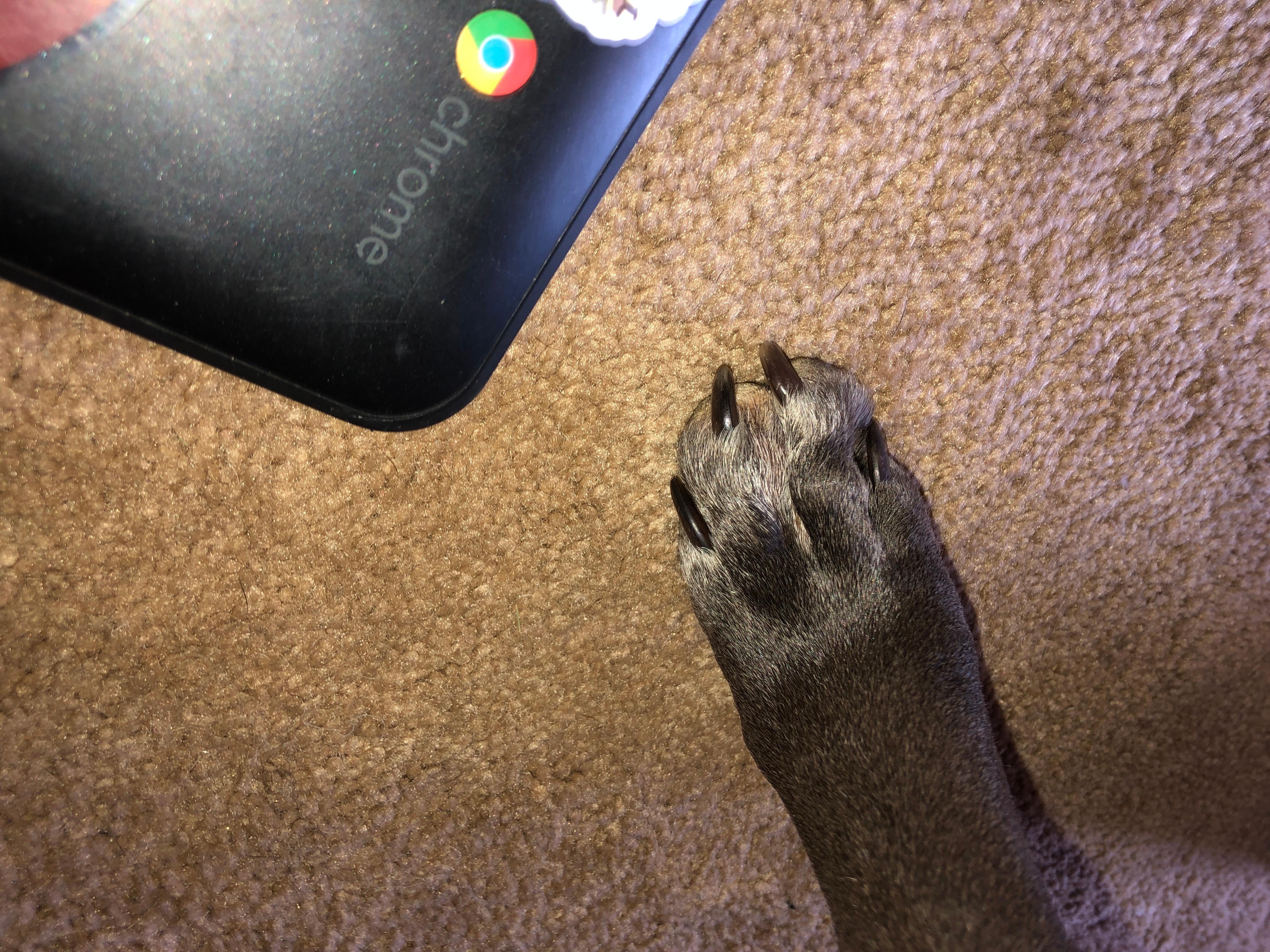 My dog's toe is swollen, bruised, limping. Broken or sprained? | Petco