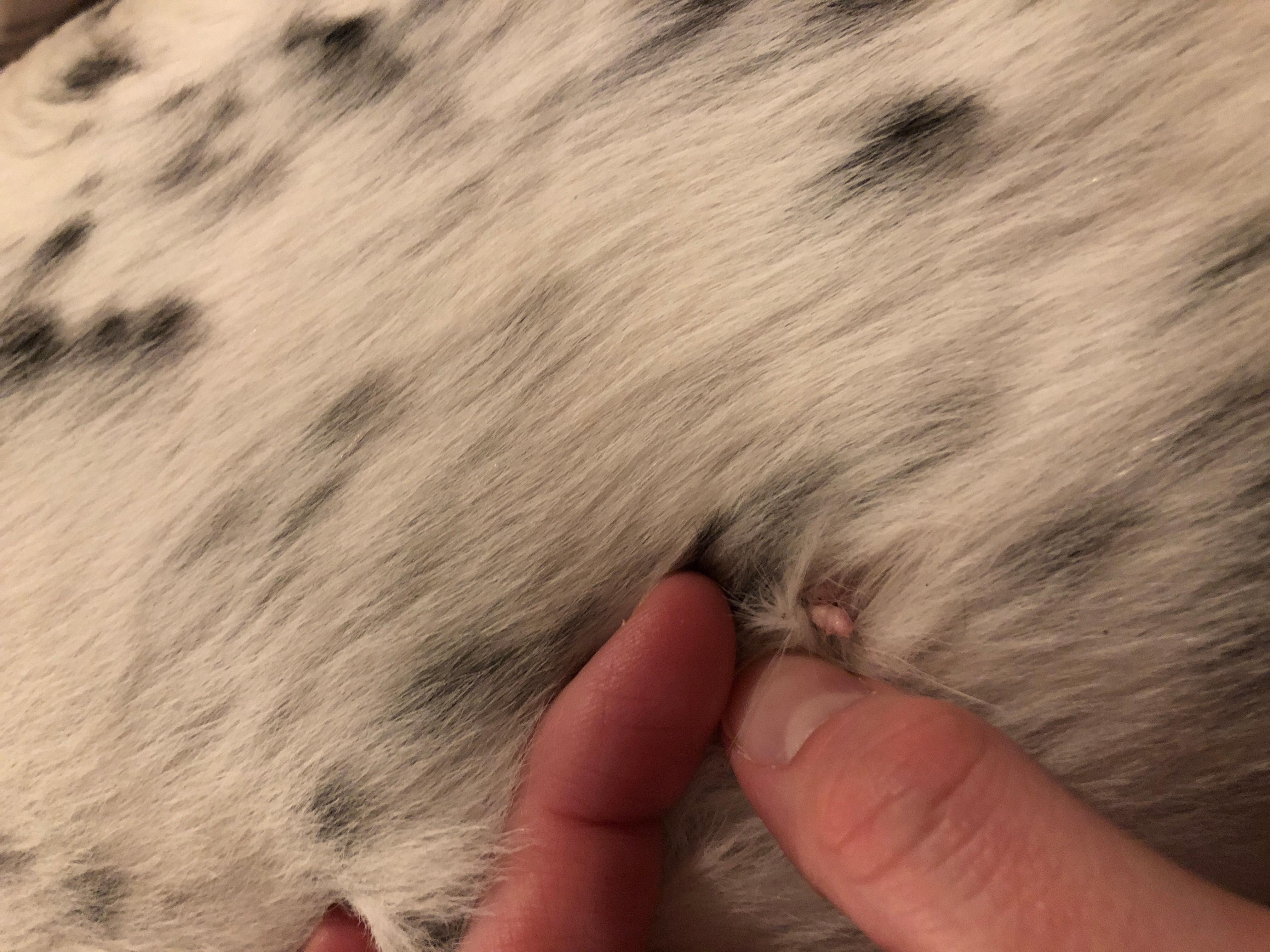 My dog's skin tags bleeding, smelly? Are they serious? What to do? | Petco