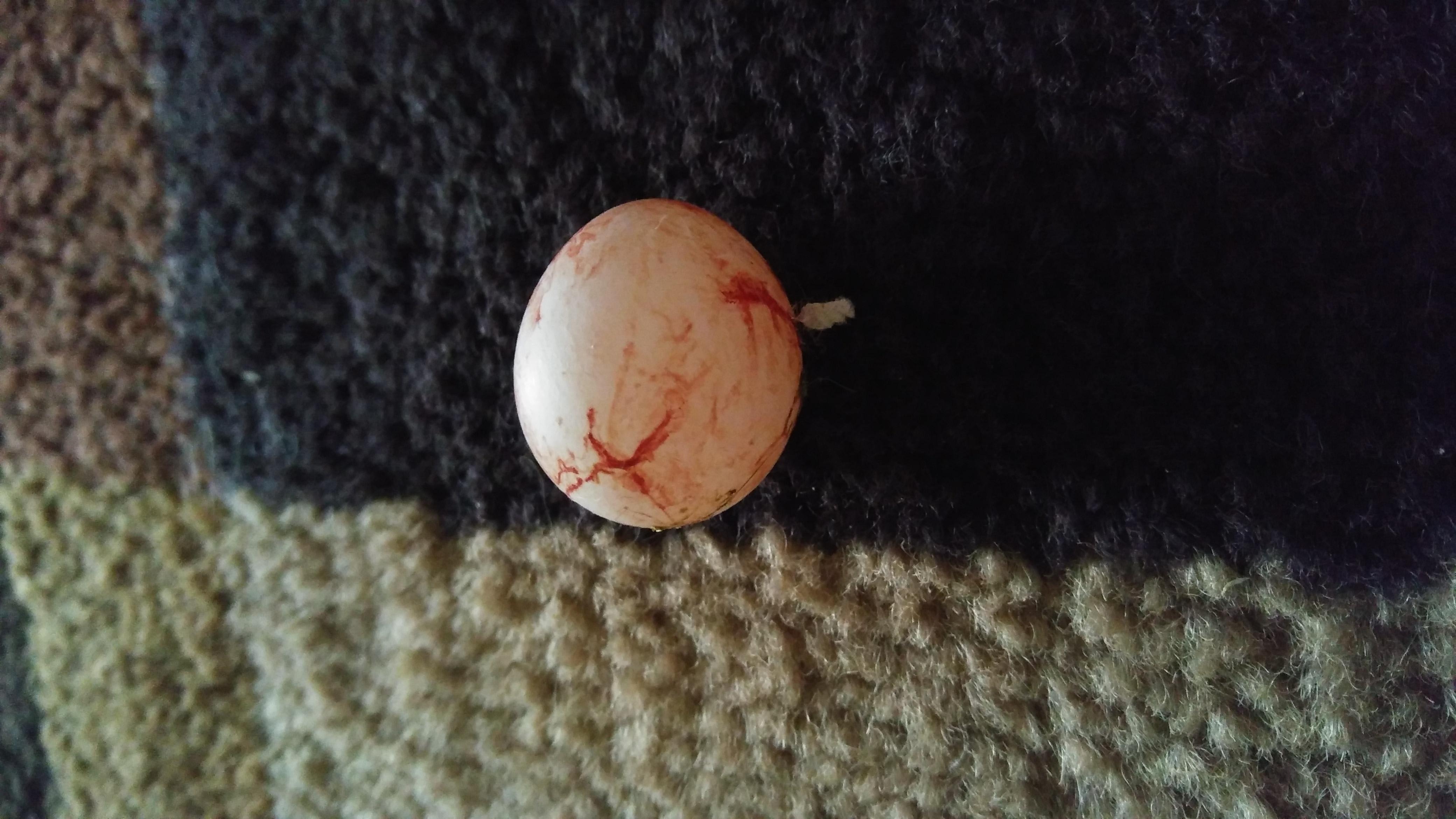 My cockatiel laid a bloody egg. What does this mean for her health? | Petco