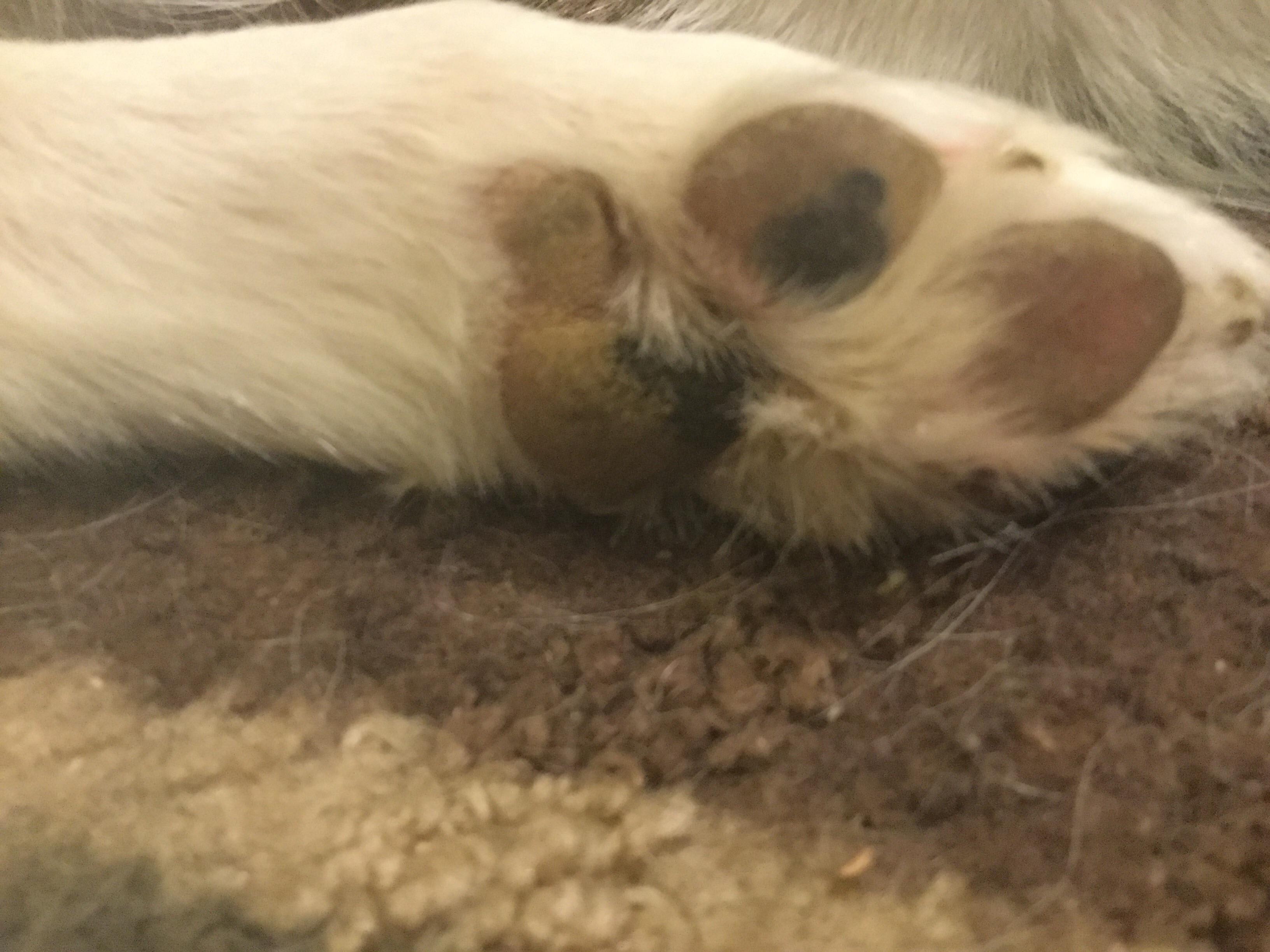 Why are my dog's paw pads yellow, rough, or hairy? Find out! | Petco