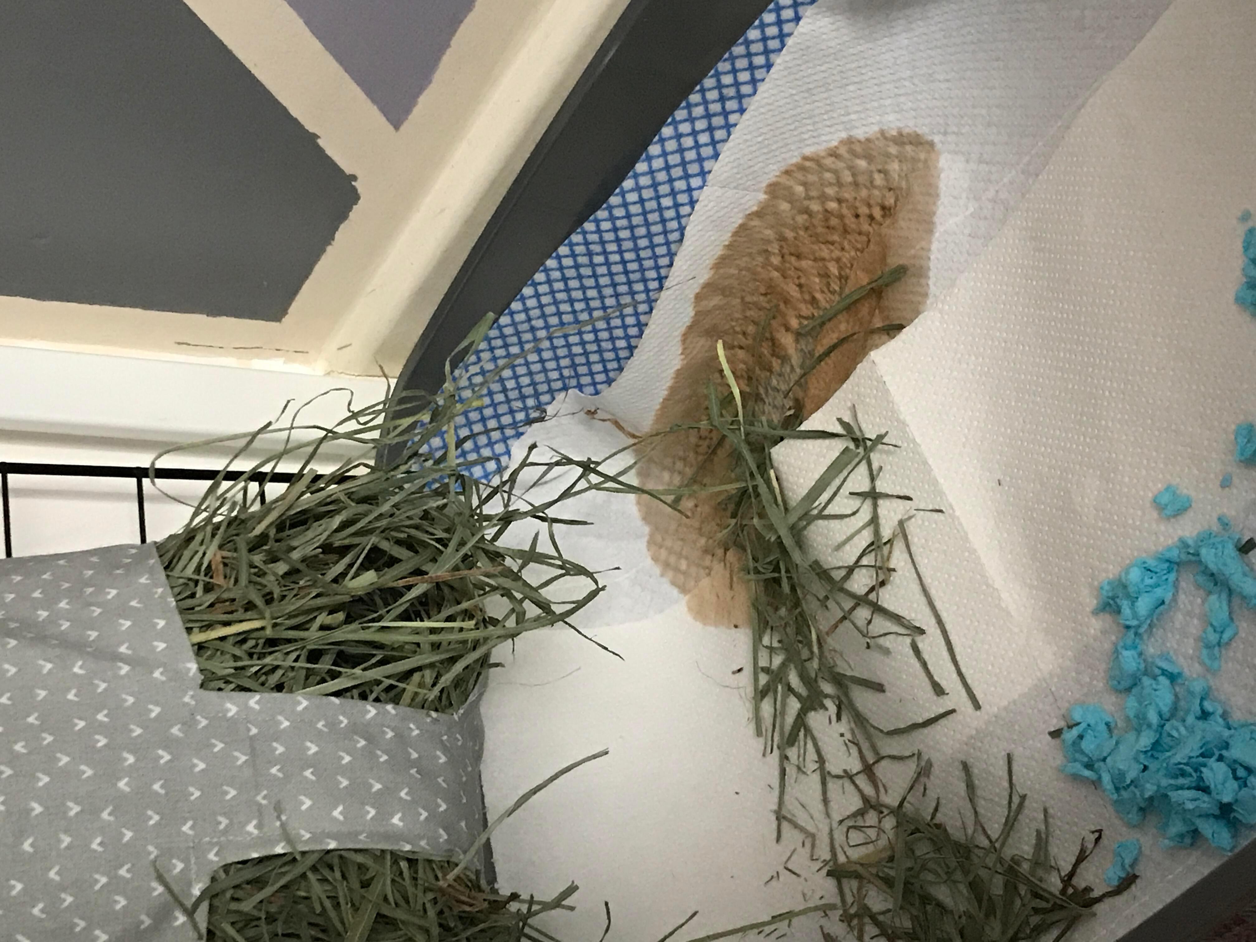 What are the signs of a UTI in rabbits? When to see a vet | Petco