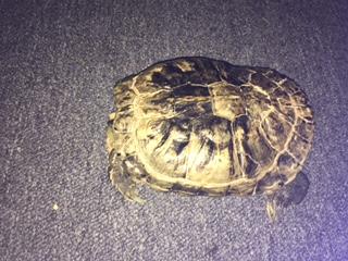 Why is my red-eared slider turtle lethargic but still eating? | Petco