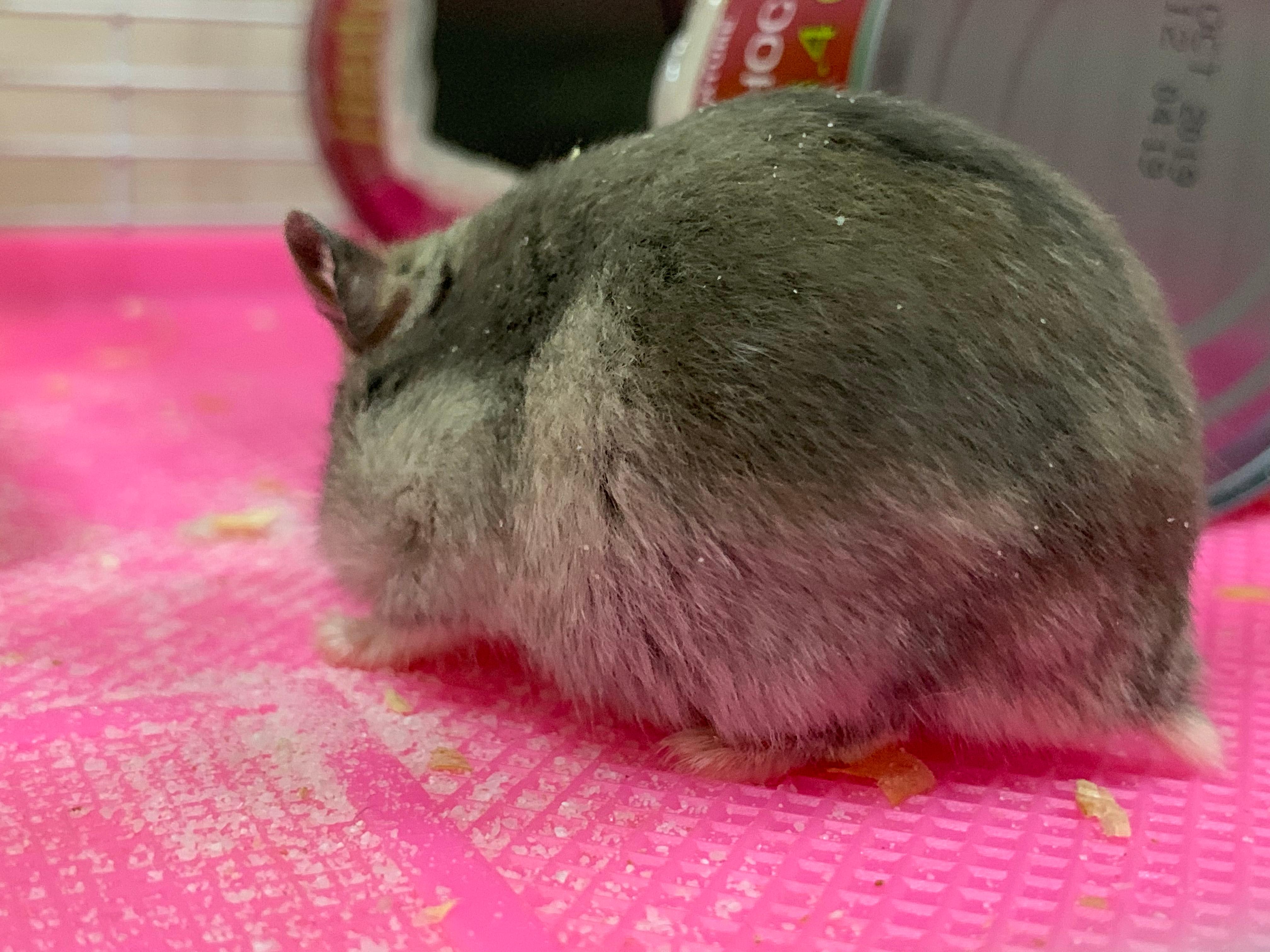 Is my female hamster pregnant? Swollen belly, restless, drinking | Petco