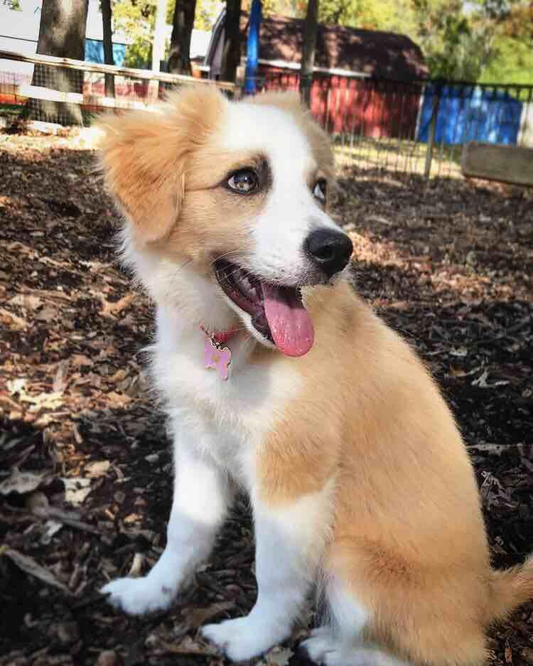 How big will your American Eskimo Aussie mix puppy get? | Petco