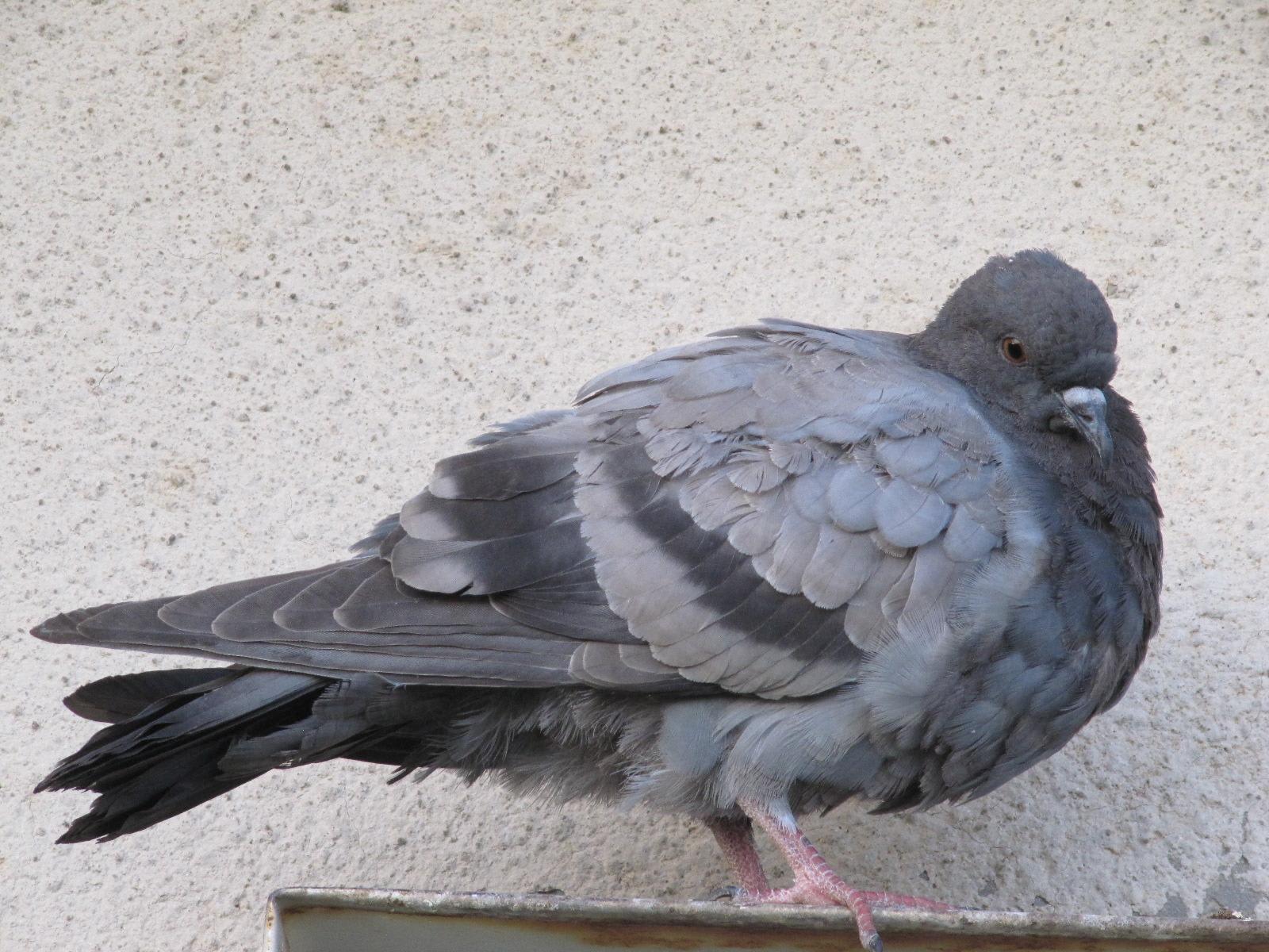 Wild Pigeon with Swollen Chest & Green Poop? Get Help Now | Petco