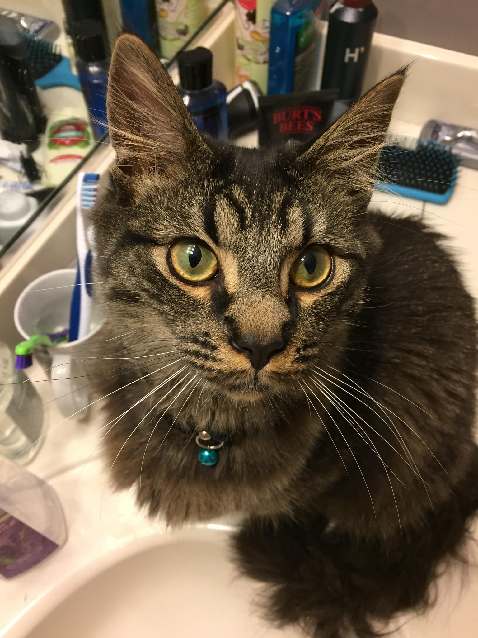 When to Switch Your 11-Month-Old Cat from Kitten to Adult Food? | Petco