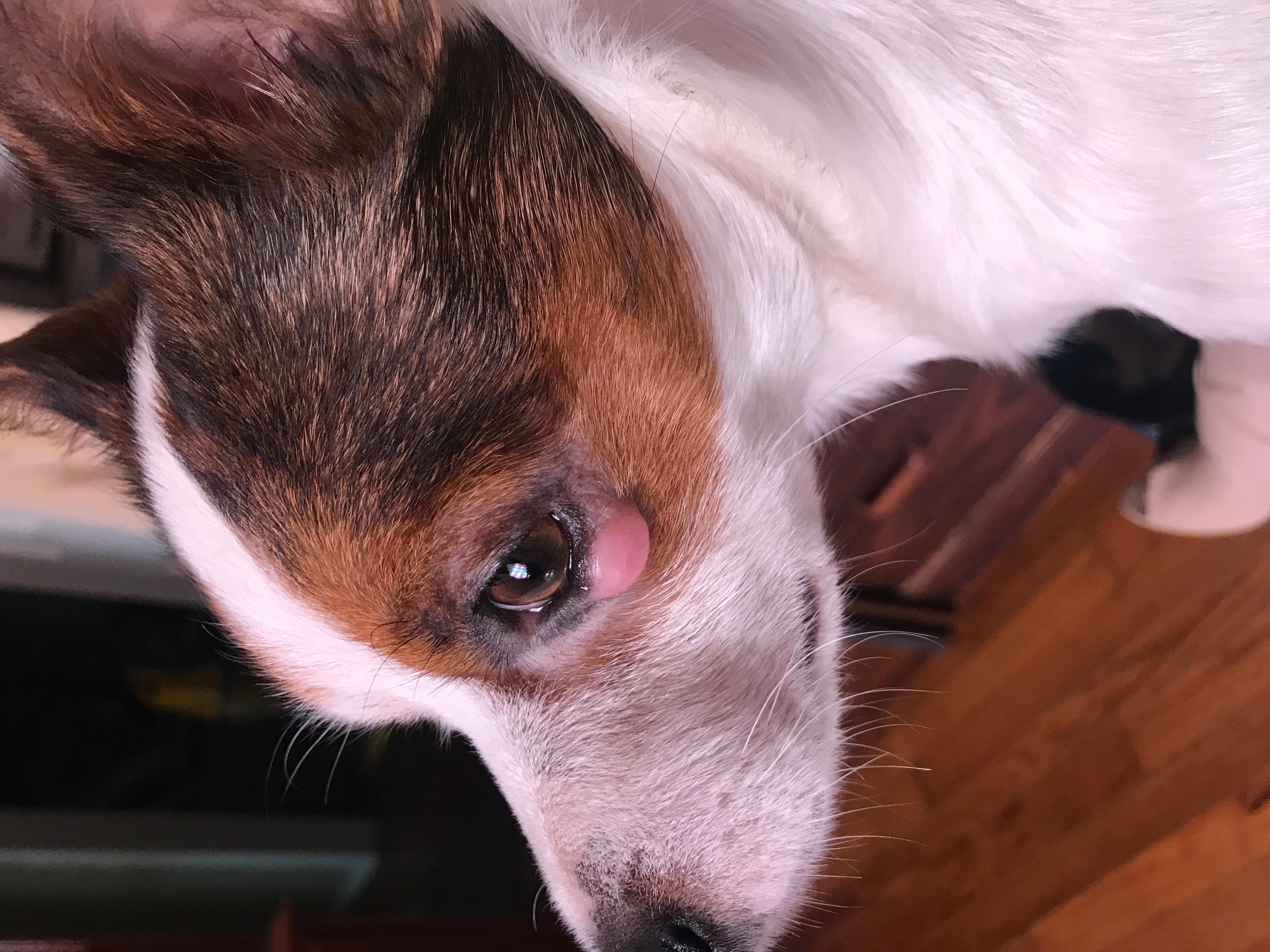 My Dog Has a Red Blister-Like Bump Under Eye: What to Do? | Petco