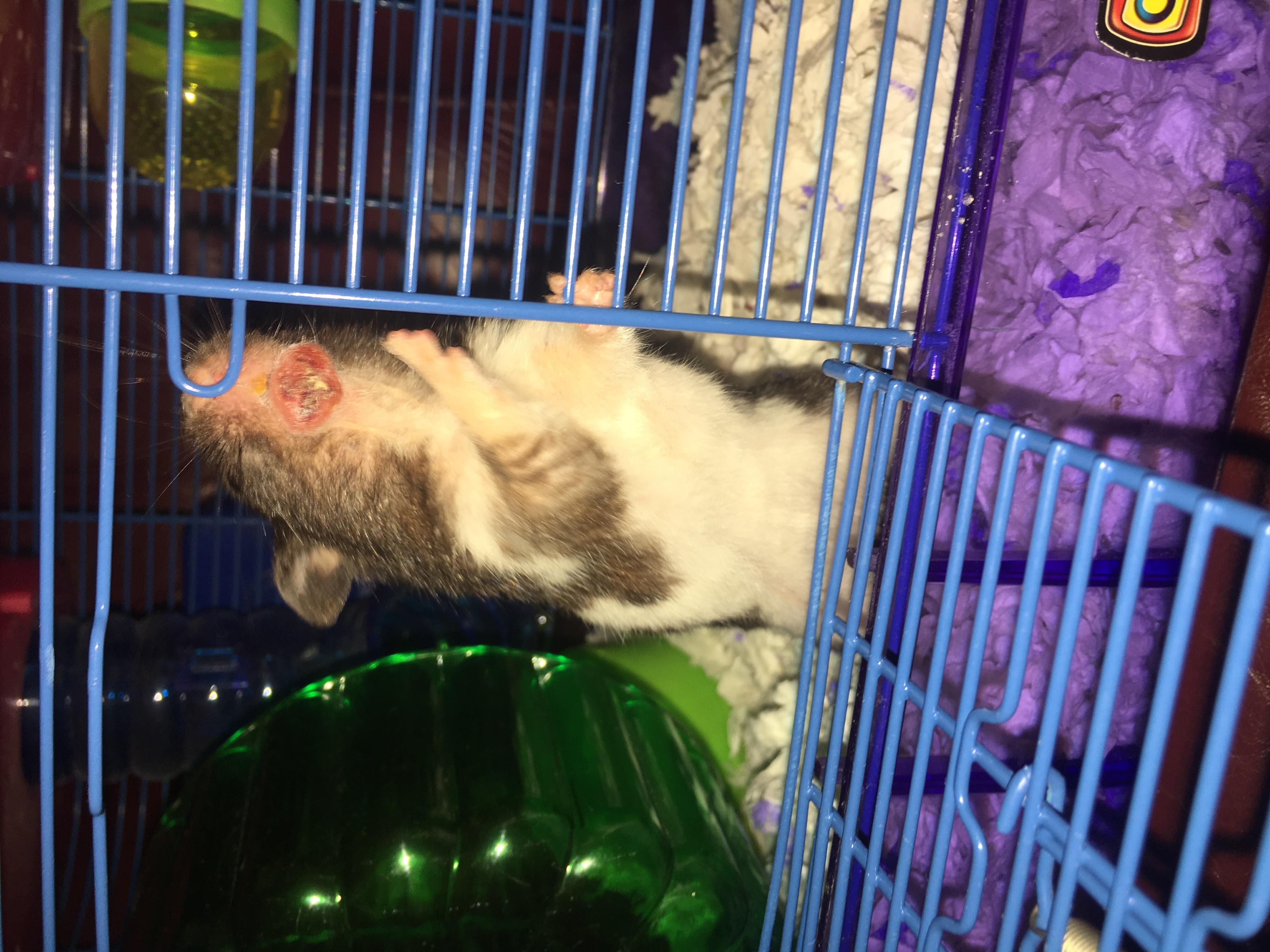 My hamster's chin is swollen and getting bigger. Is it an abscess? | Petco