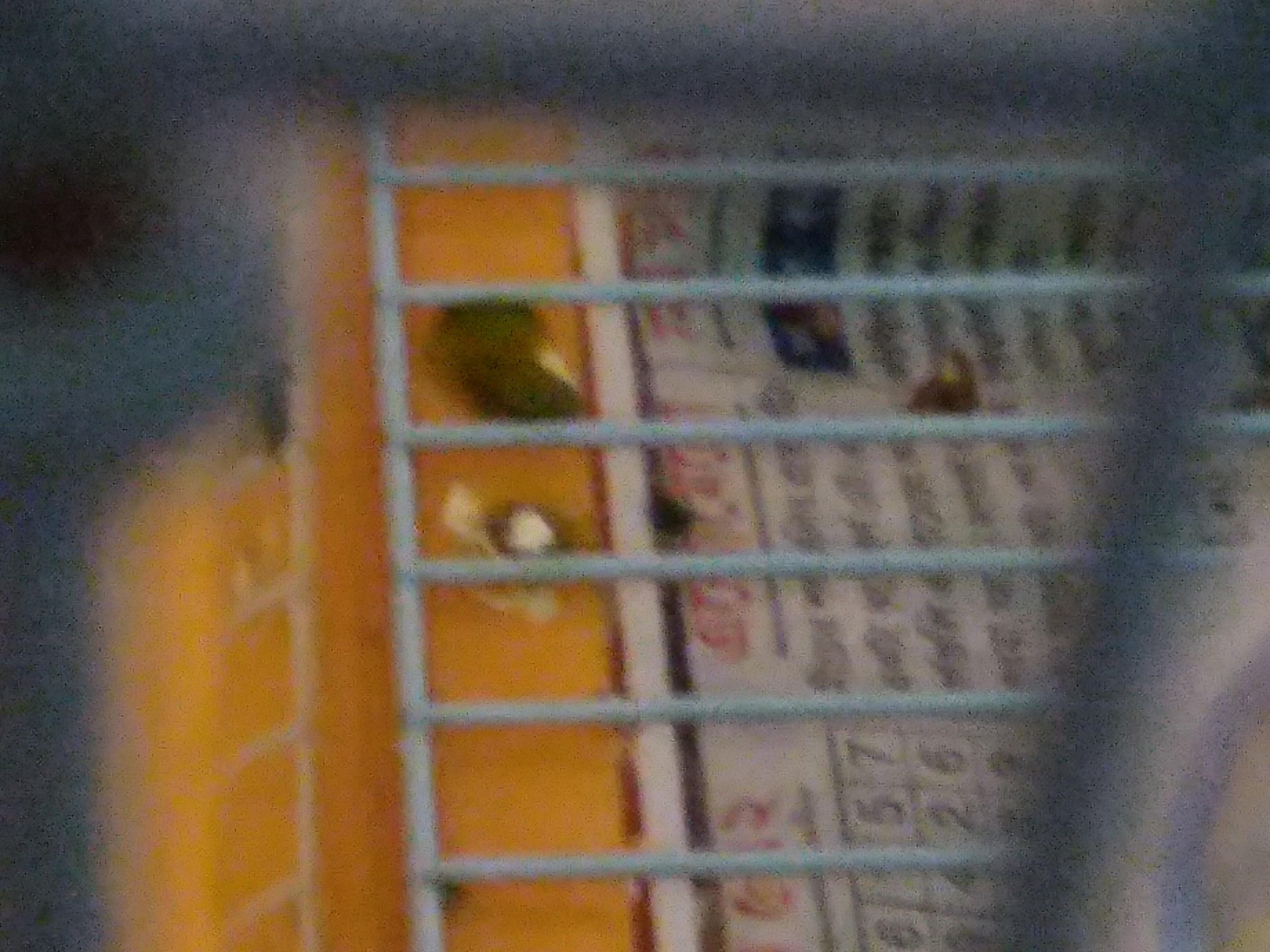 Why is my budgie fluffed up, has white flakes, green watery poop? | Petco