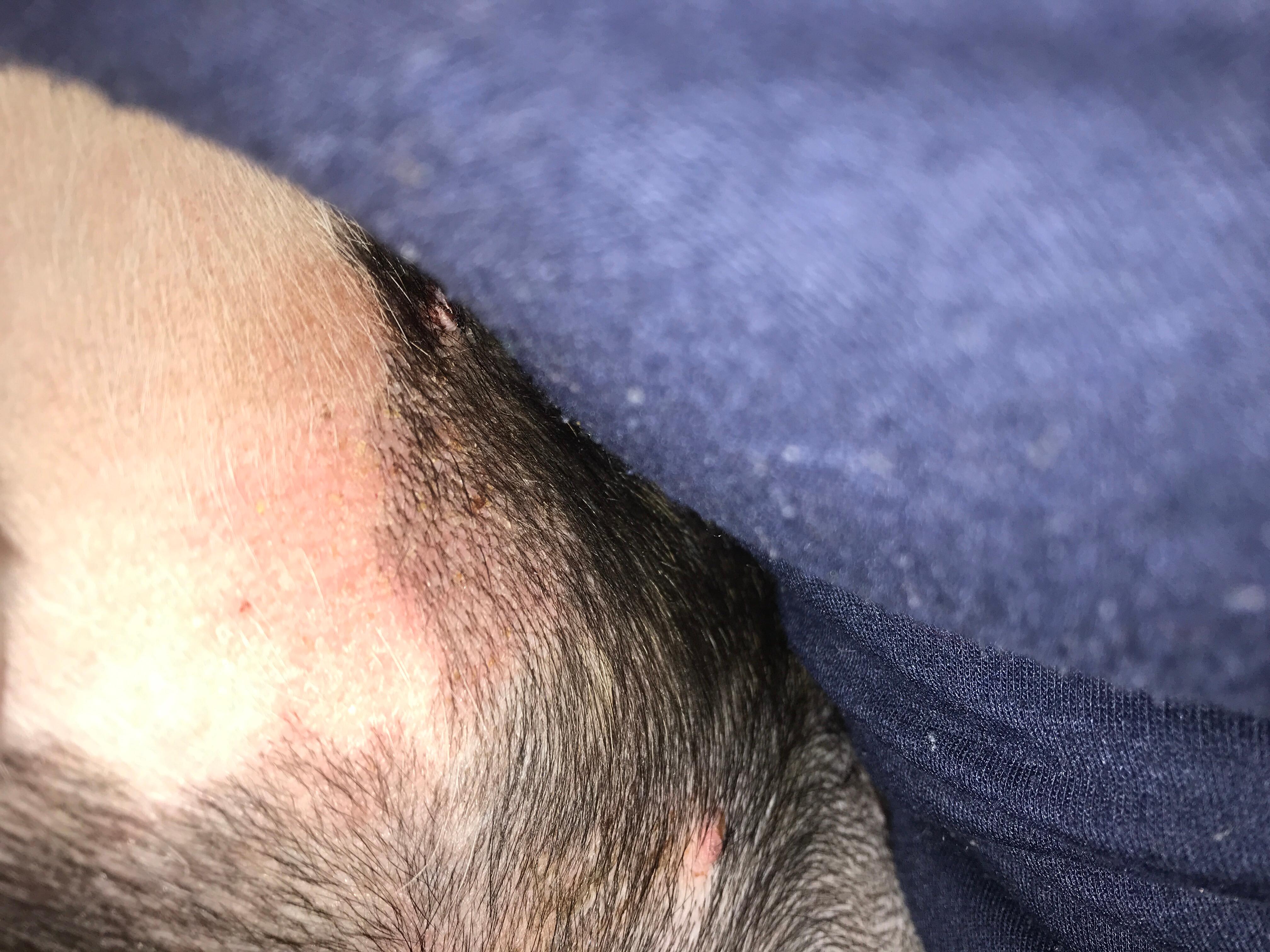 Dog Scratching Raw, No Fleas? Find Causes of Severe Itching | Petco