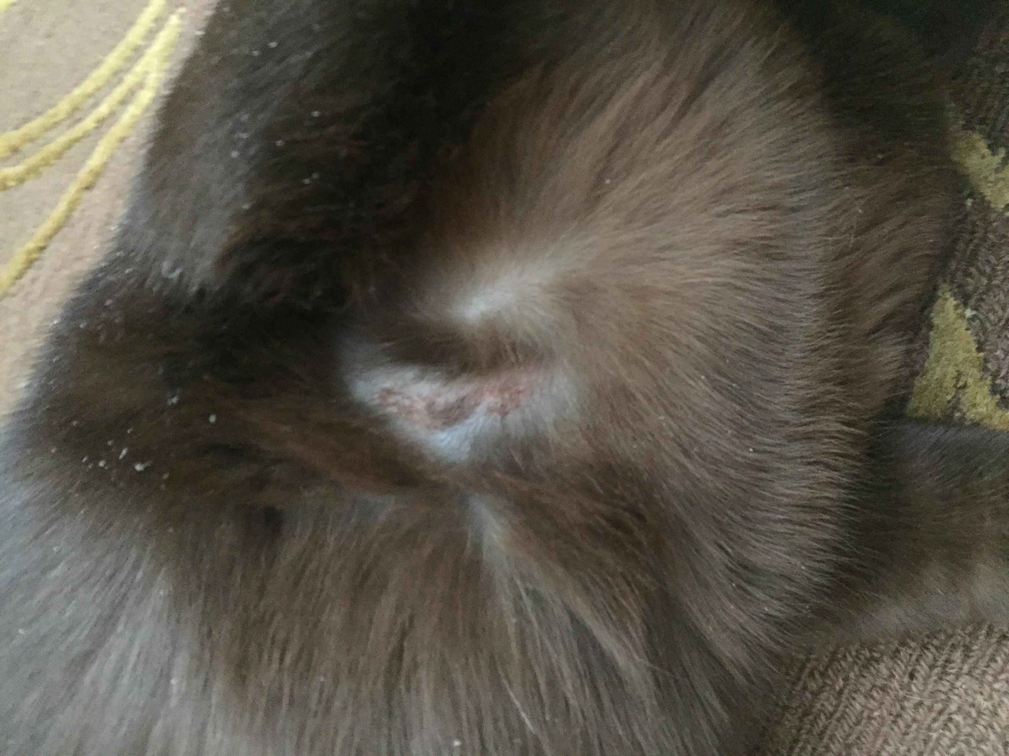 Indoor Cat Sores & Scabs: What's Causing Her Skin Problems? | Petco