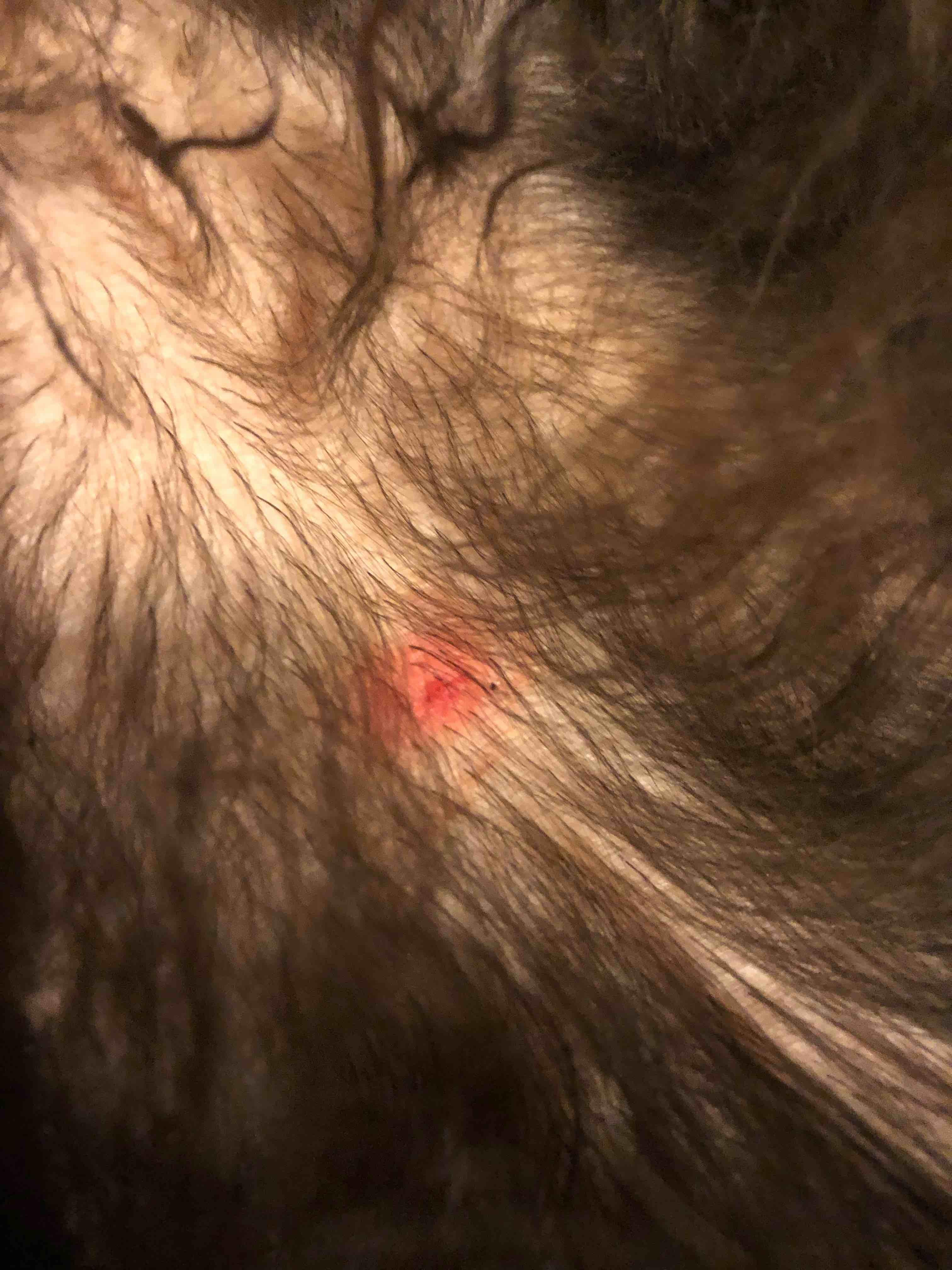 Red Tick Bite on Your Dog? When to Worry & See a Vet | Petco
