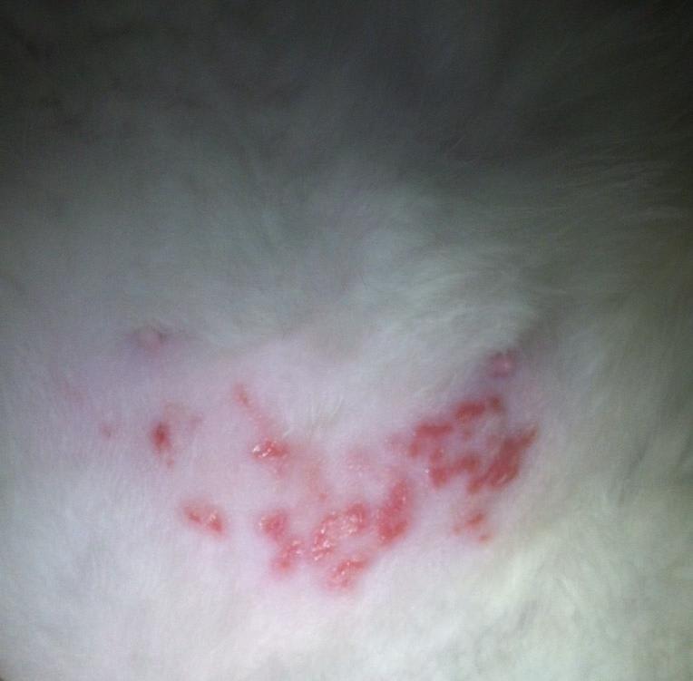 Why Won't My Cat's Chronic Skin Rashes & Itching Go Away? | Petco