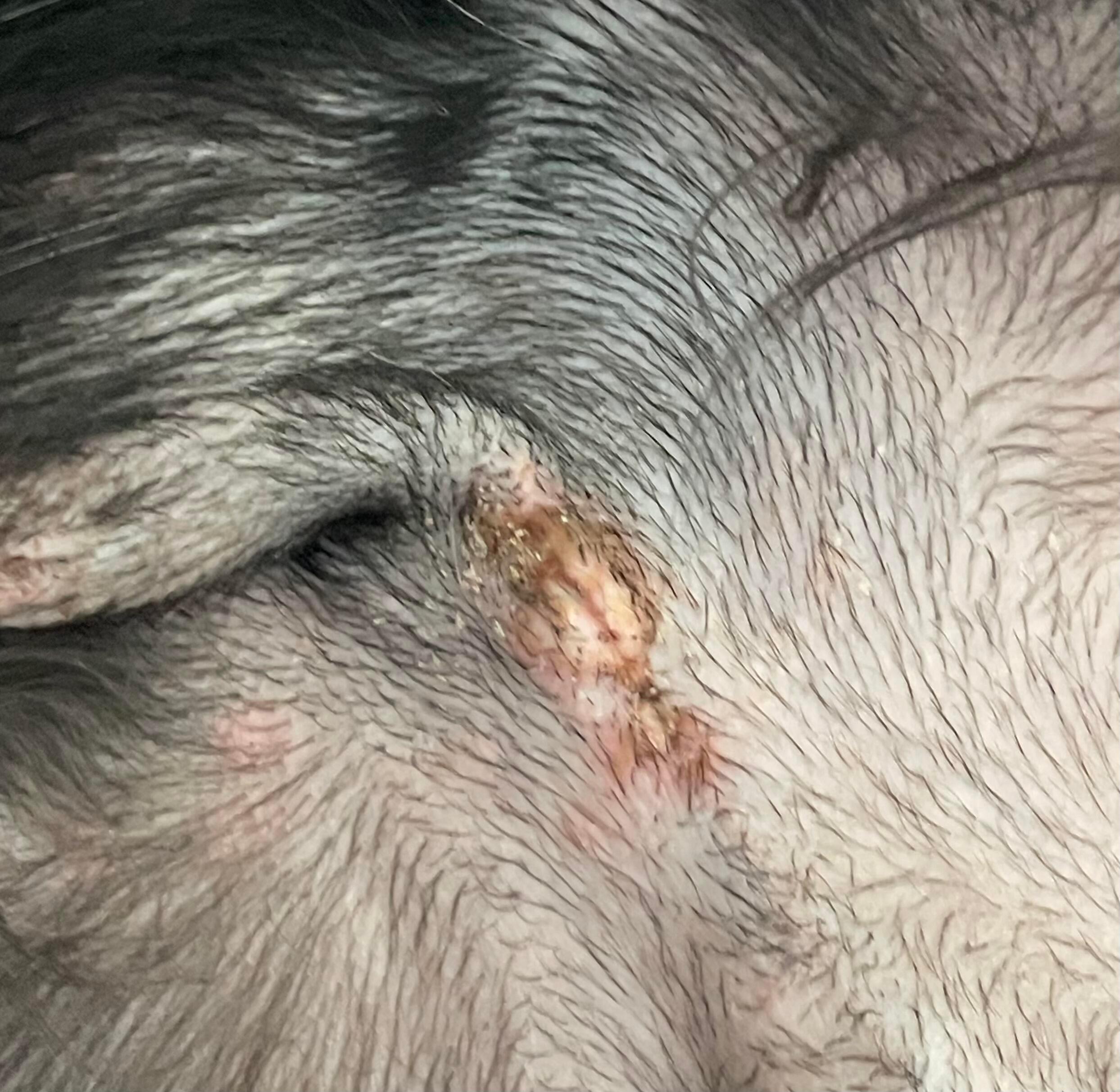 My dog's neuter incision is red, swollen, yellow. Is it infected? | Petco