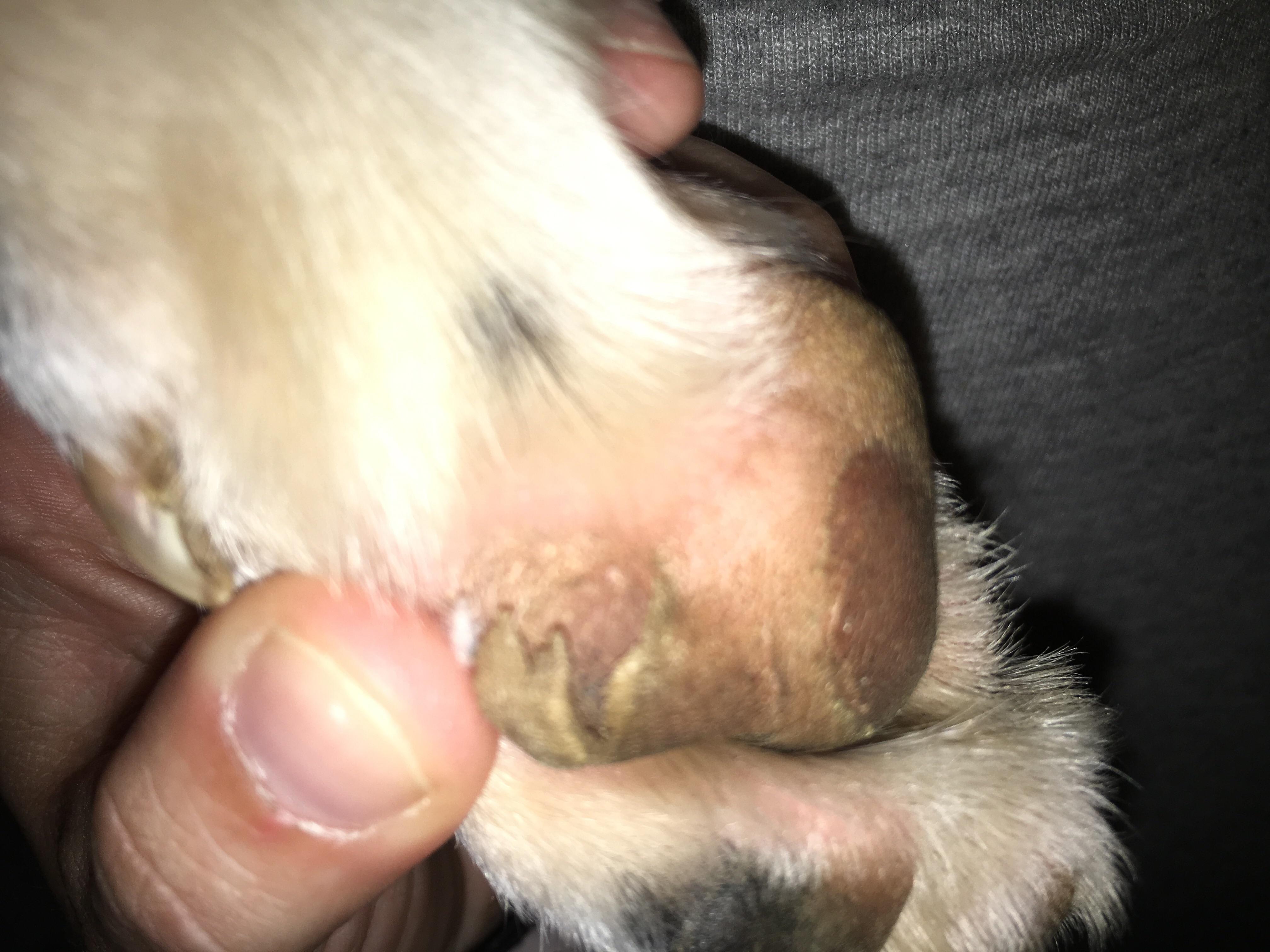 Why does my dog have a red rash, discharge, and peeling paws? | Petco