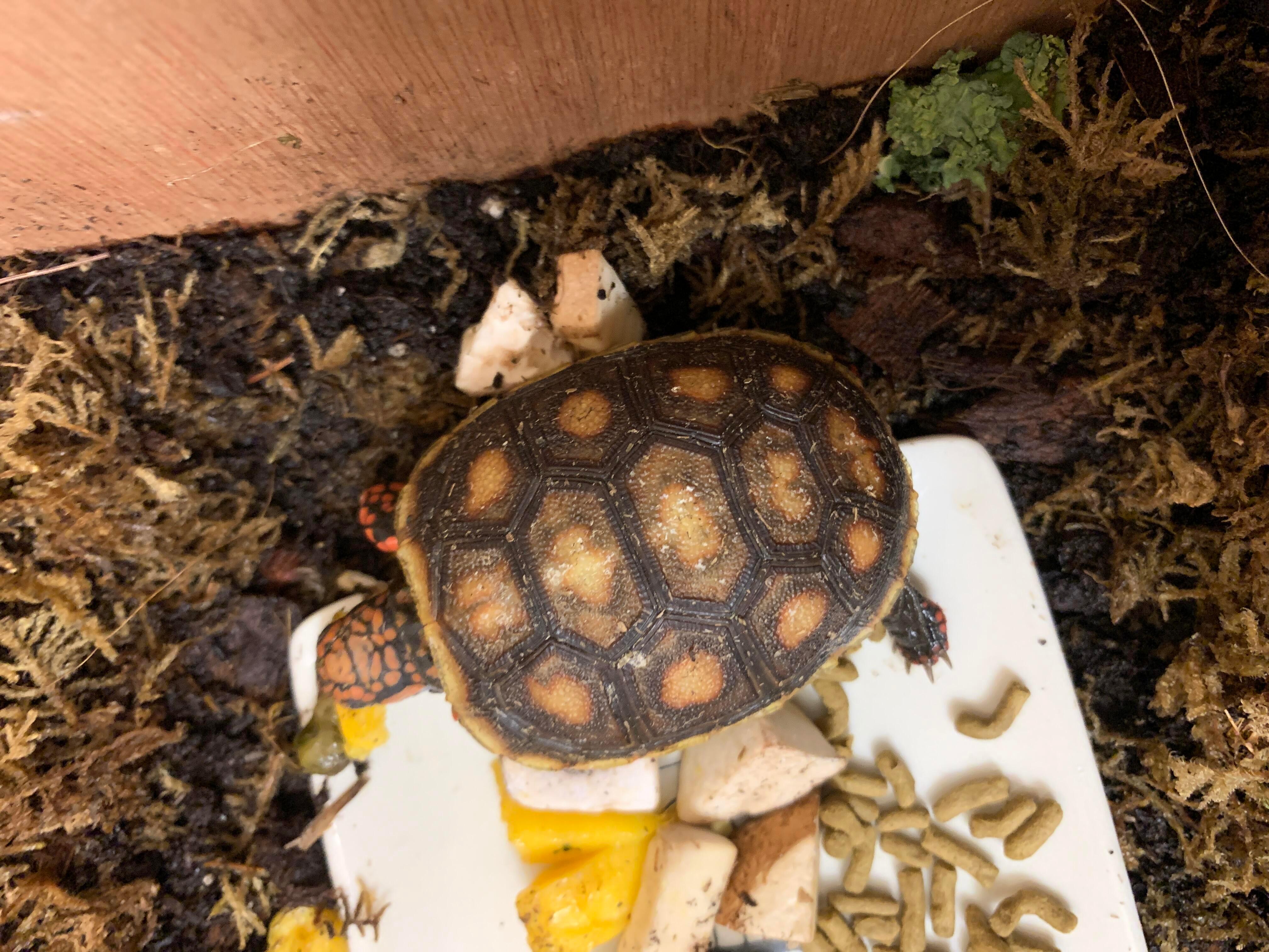 My tortoise has shell rot and looks infected. What should I do? | Petco
