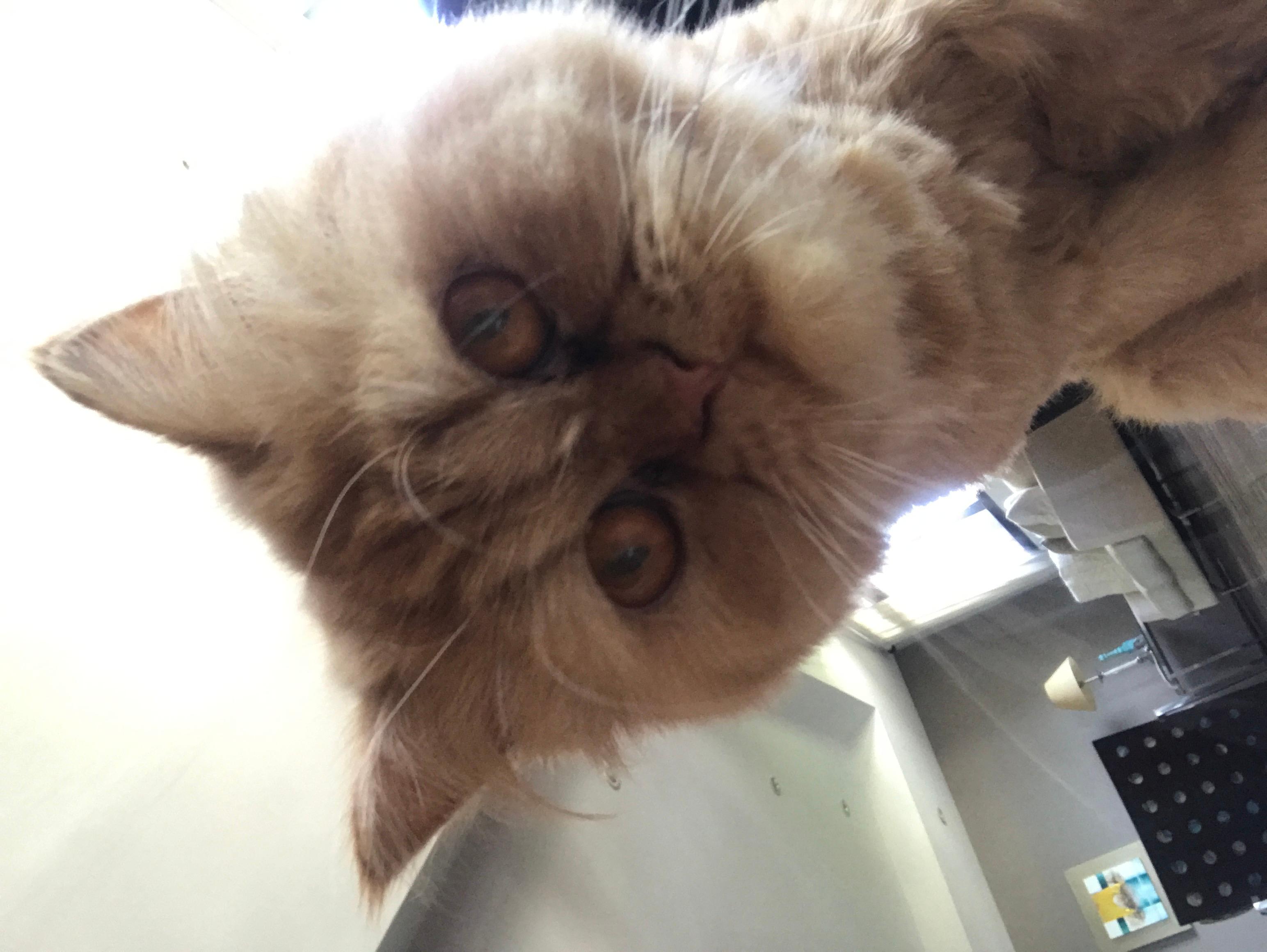 Stubborn Persian Cat Fungus? Is Long-Term Medication Safe? | Petco