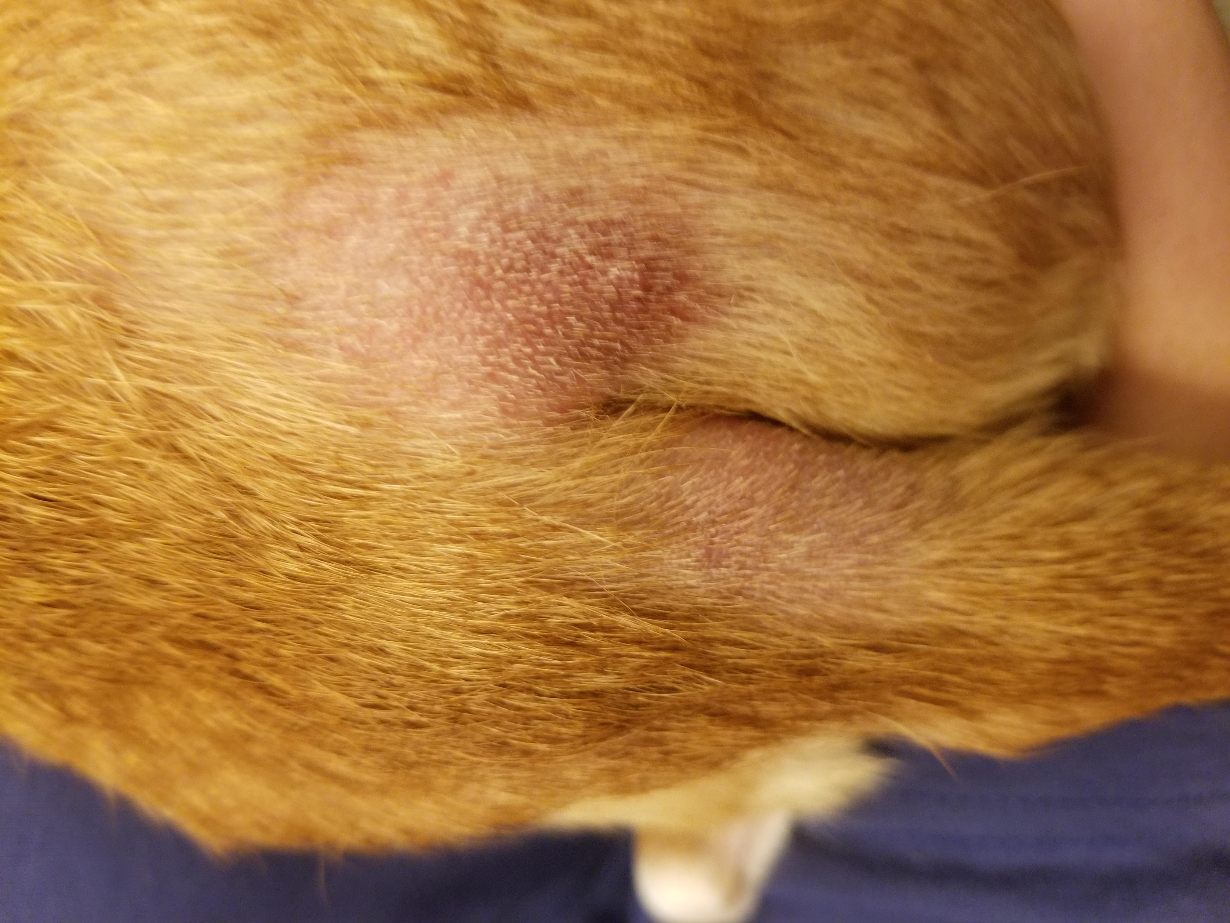 My Dog Has a Red, Itchy Rash on His Behind. What Is It? | Petco
