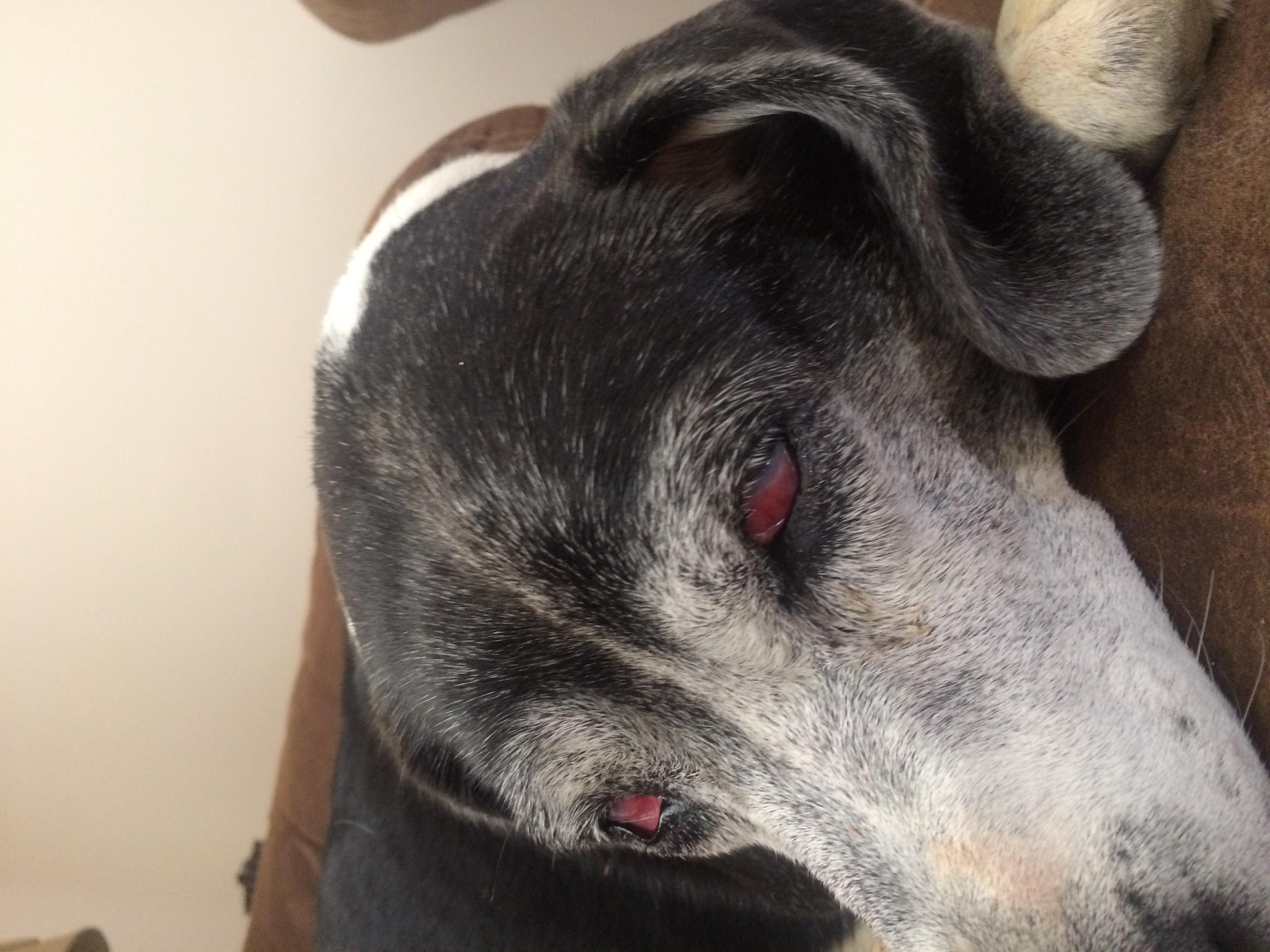 My Dog Has Red, Squinting Eyes & Seems in Pain: What to Do? | Petco