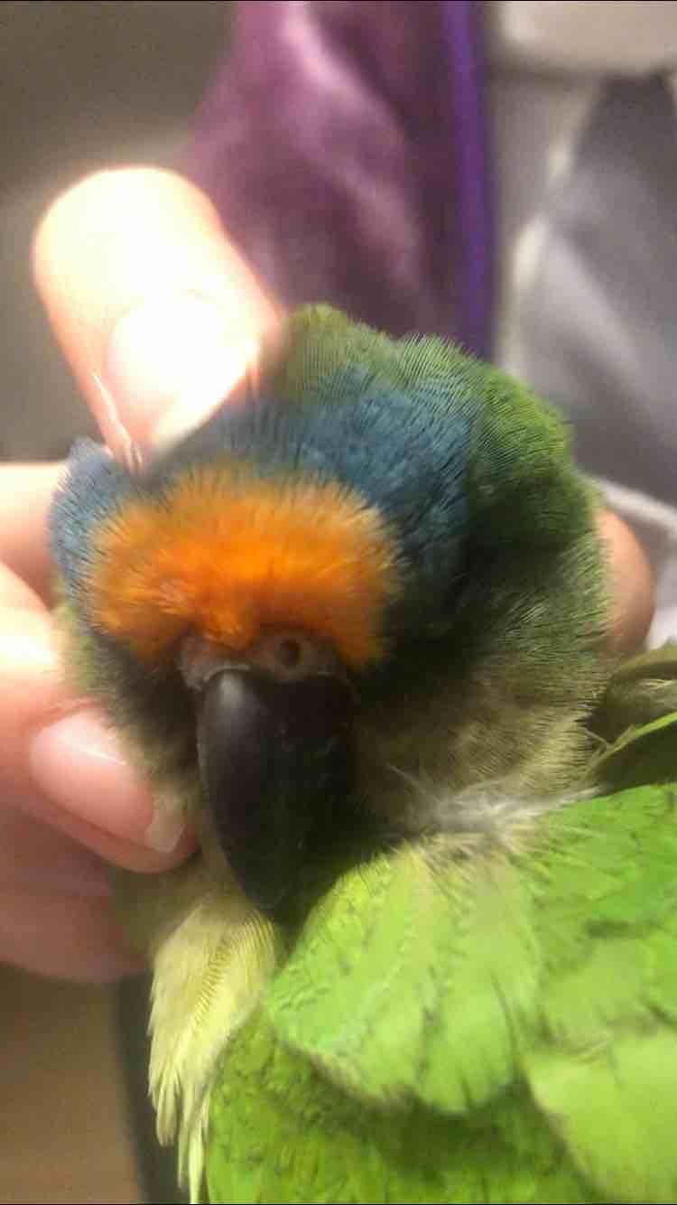 My bird has something in one nostril. Is it an infection or injury? | Petco