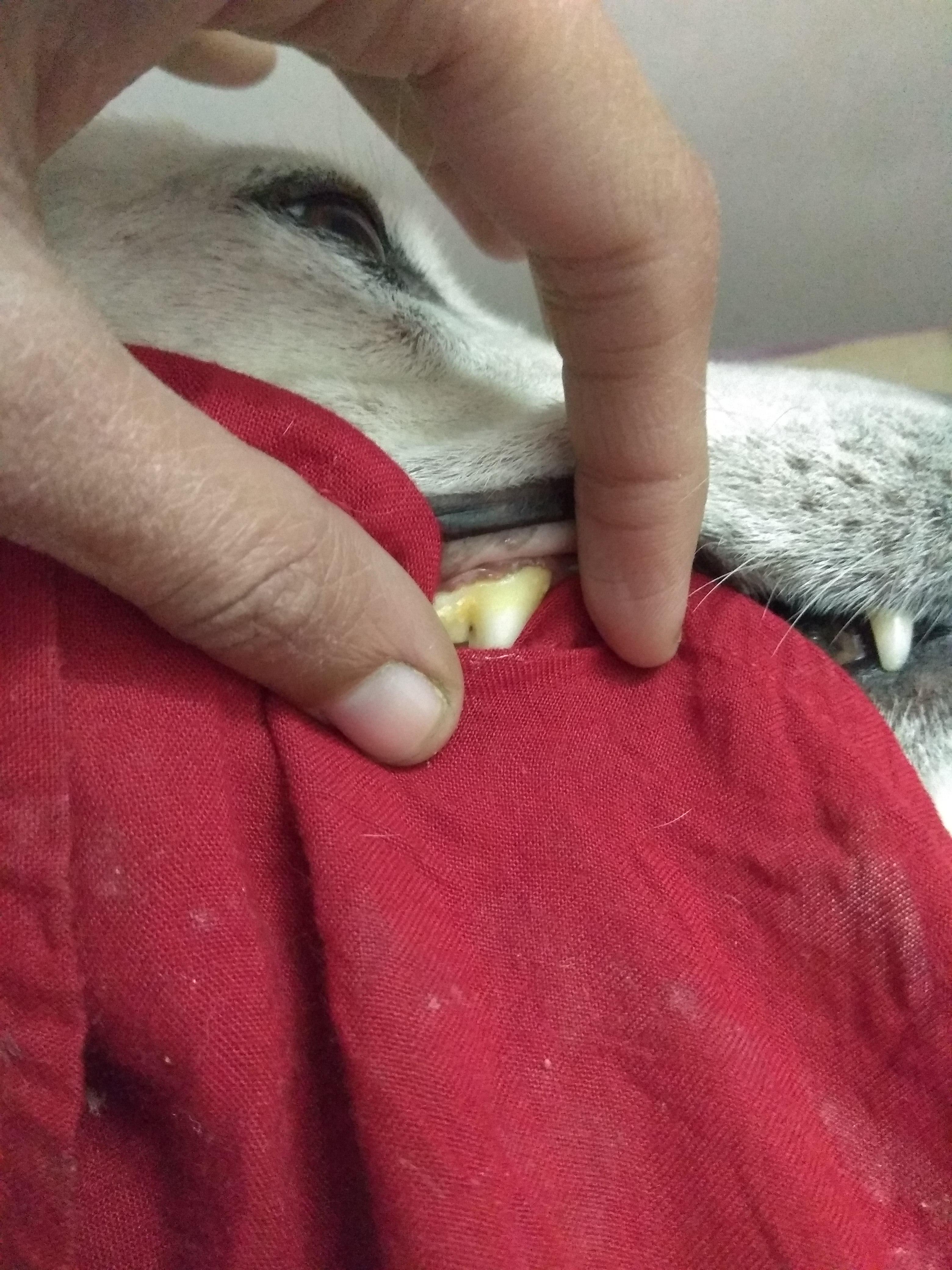 My Dog's Stained Teeth: Is It a Cavity? What Should I Do? | Petco