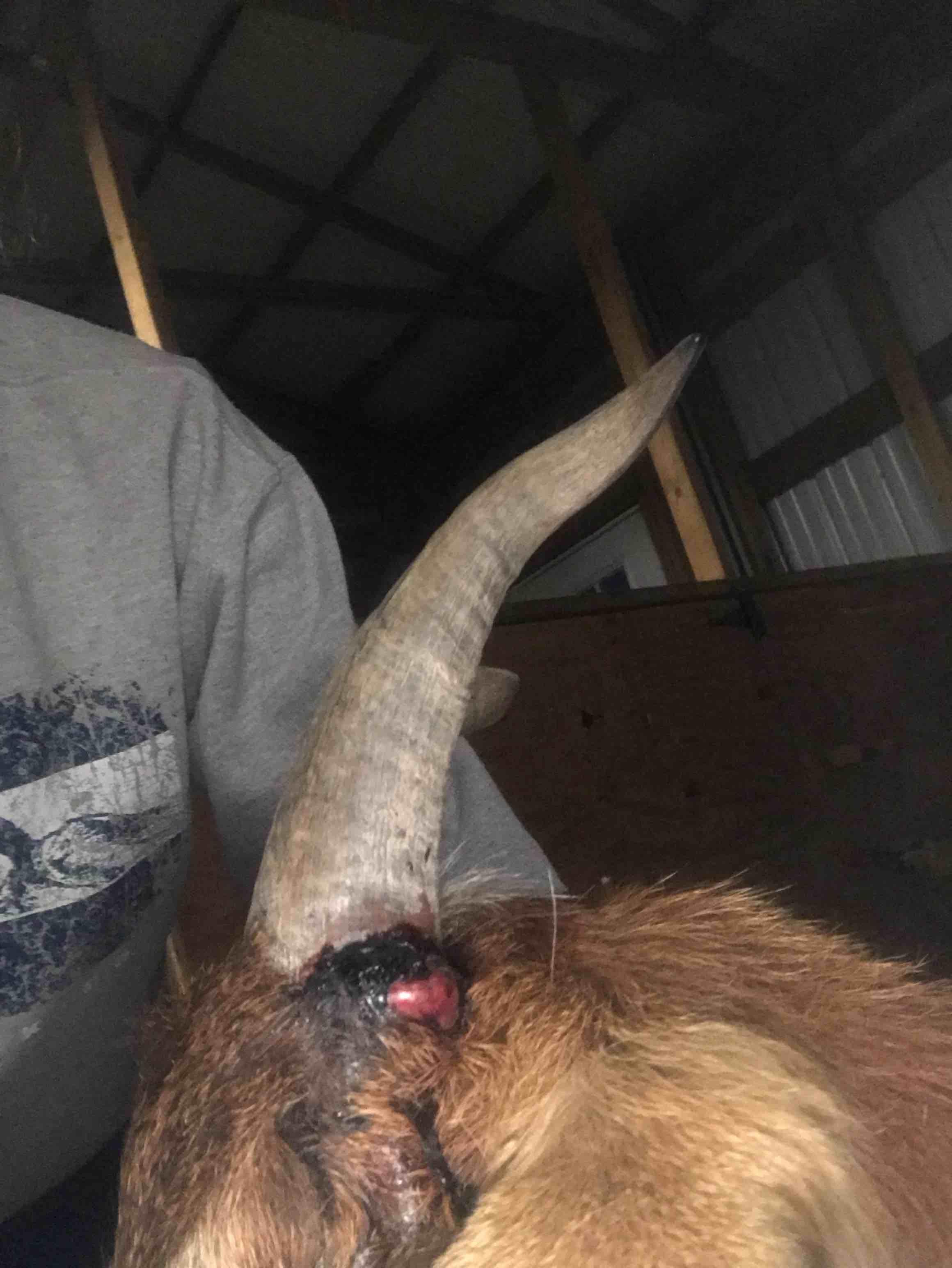 My goat's horn is injured. What first aid before the vet? | Petco