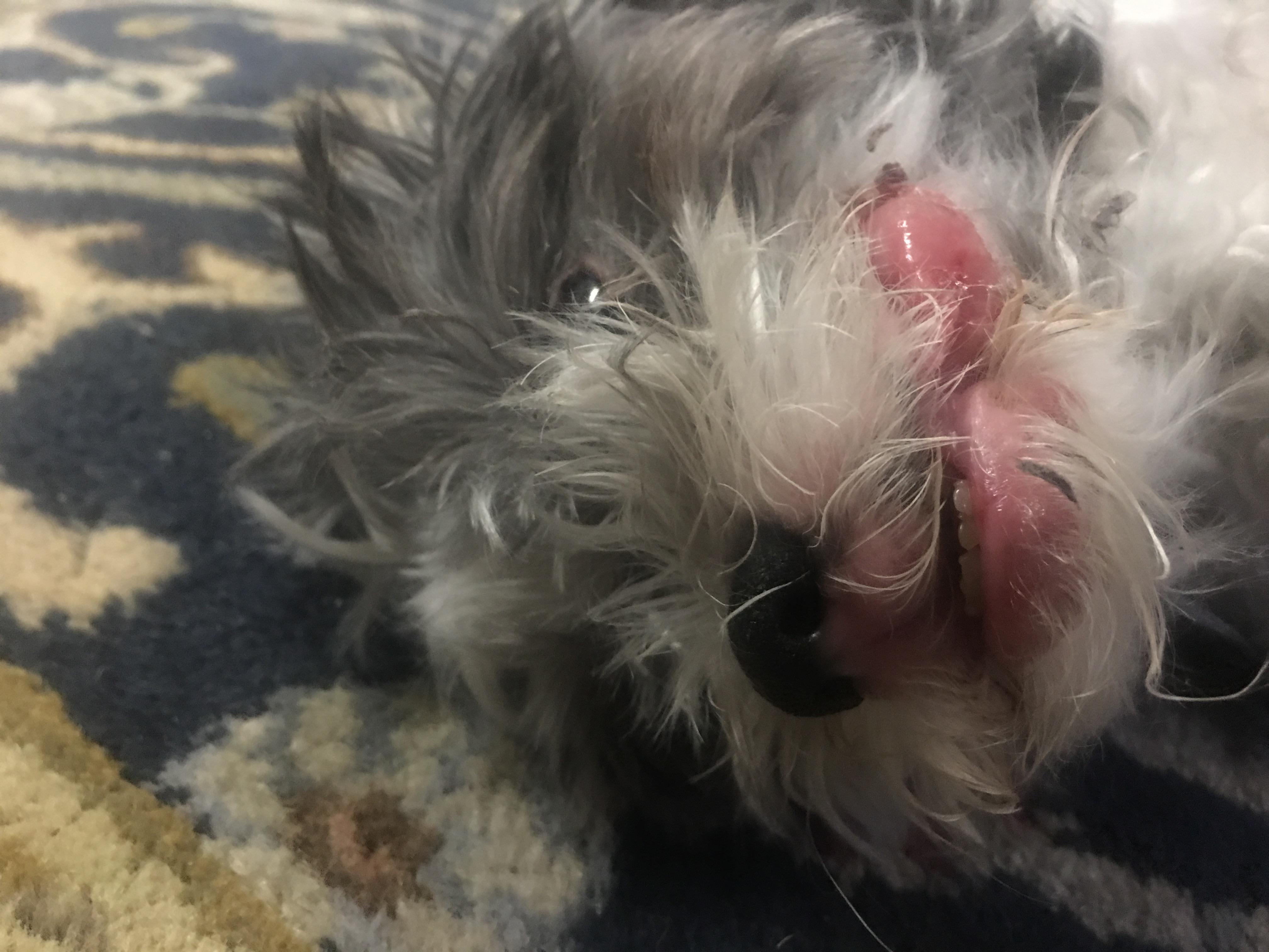 Why is my senior dog's lip so swollen and what should I do? | Petco