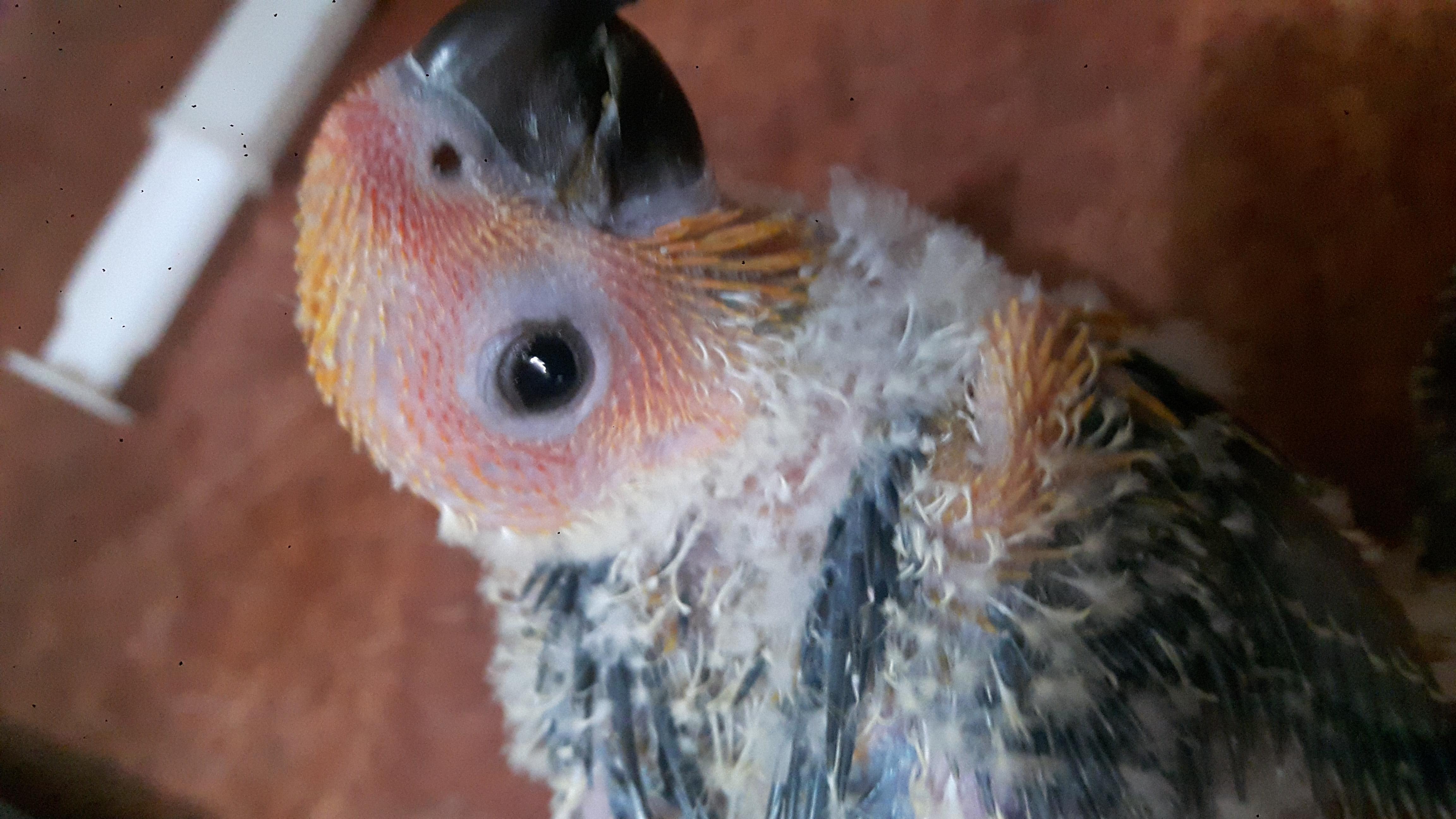 My 3-Week-Old Sun Conure Has Watery Eyes & Tears. What To Do? | Petco