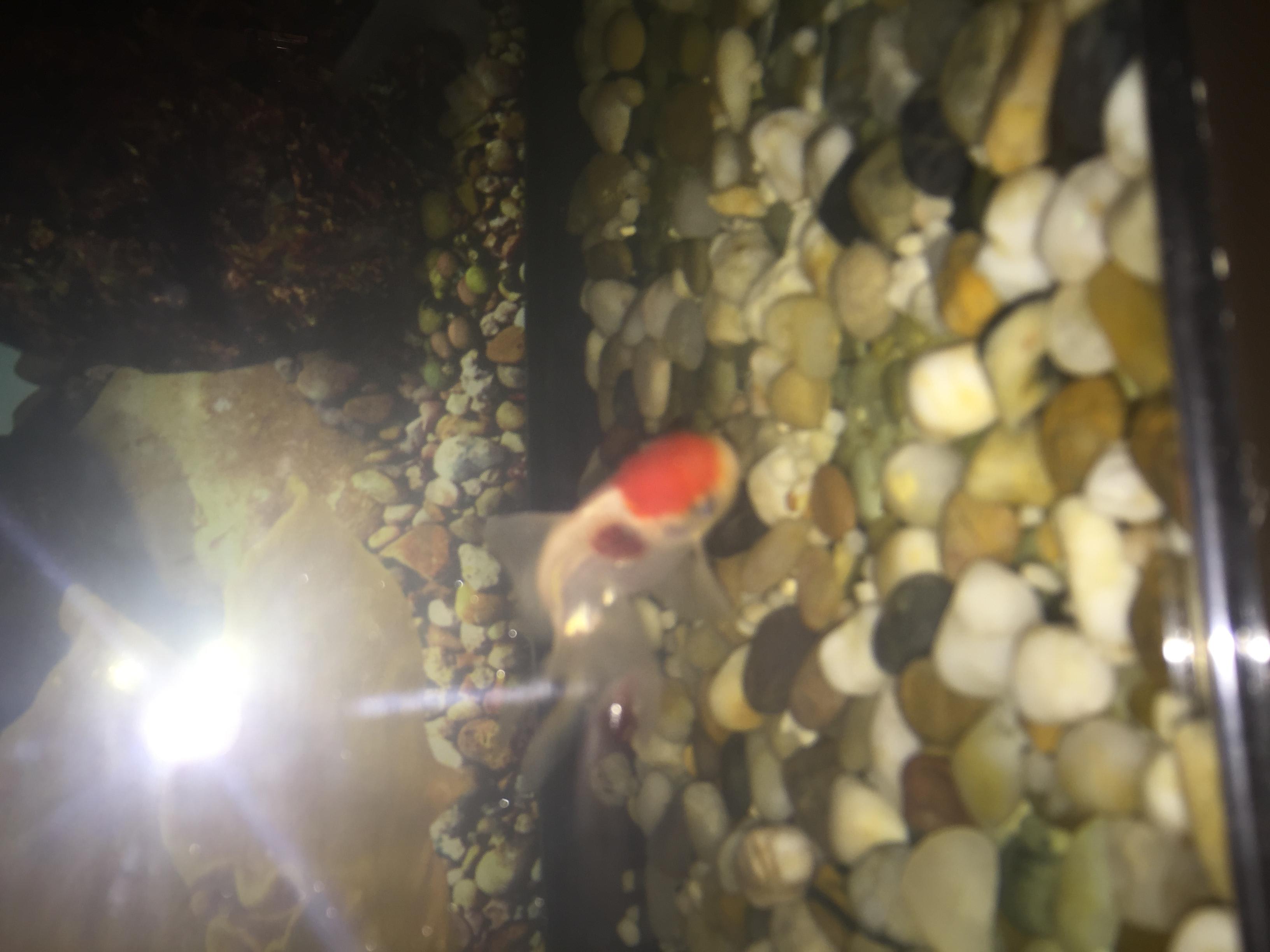 My fish has a red spot. What does it mean? Should I worry? | Petco