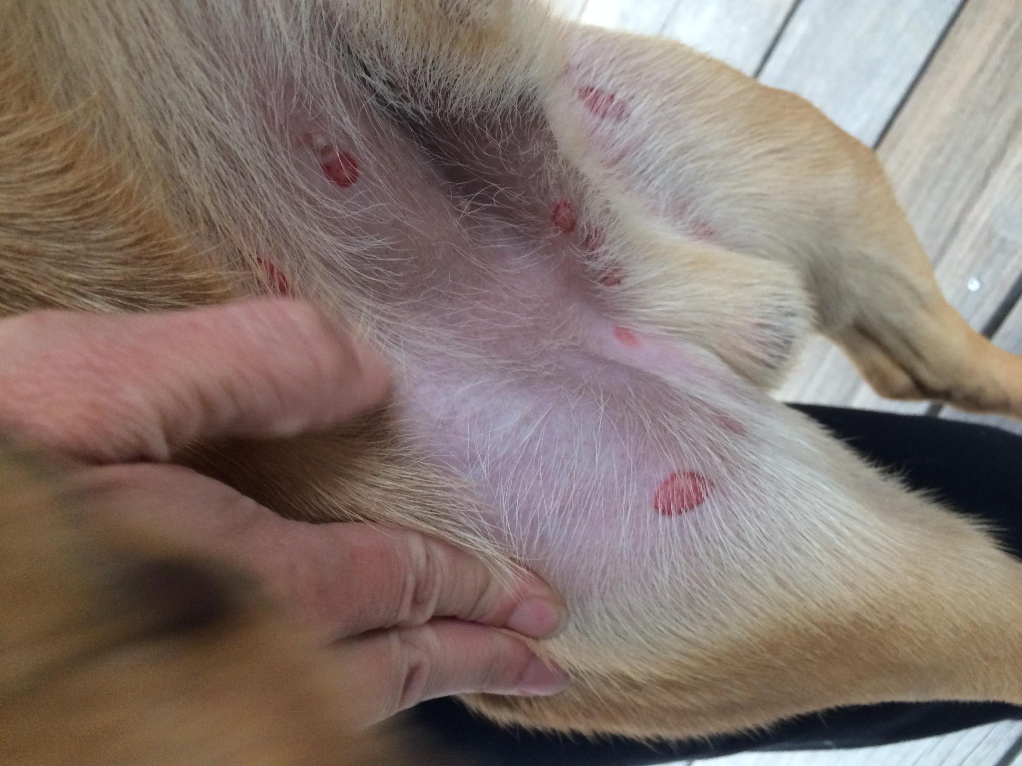 8-month-old puppy has red spots on belly & legs? Get answers! | Petco