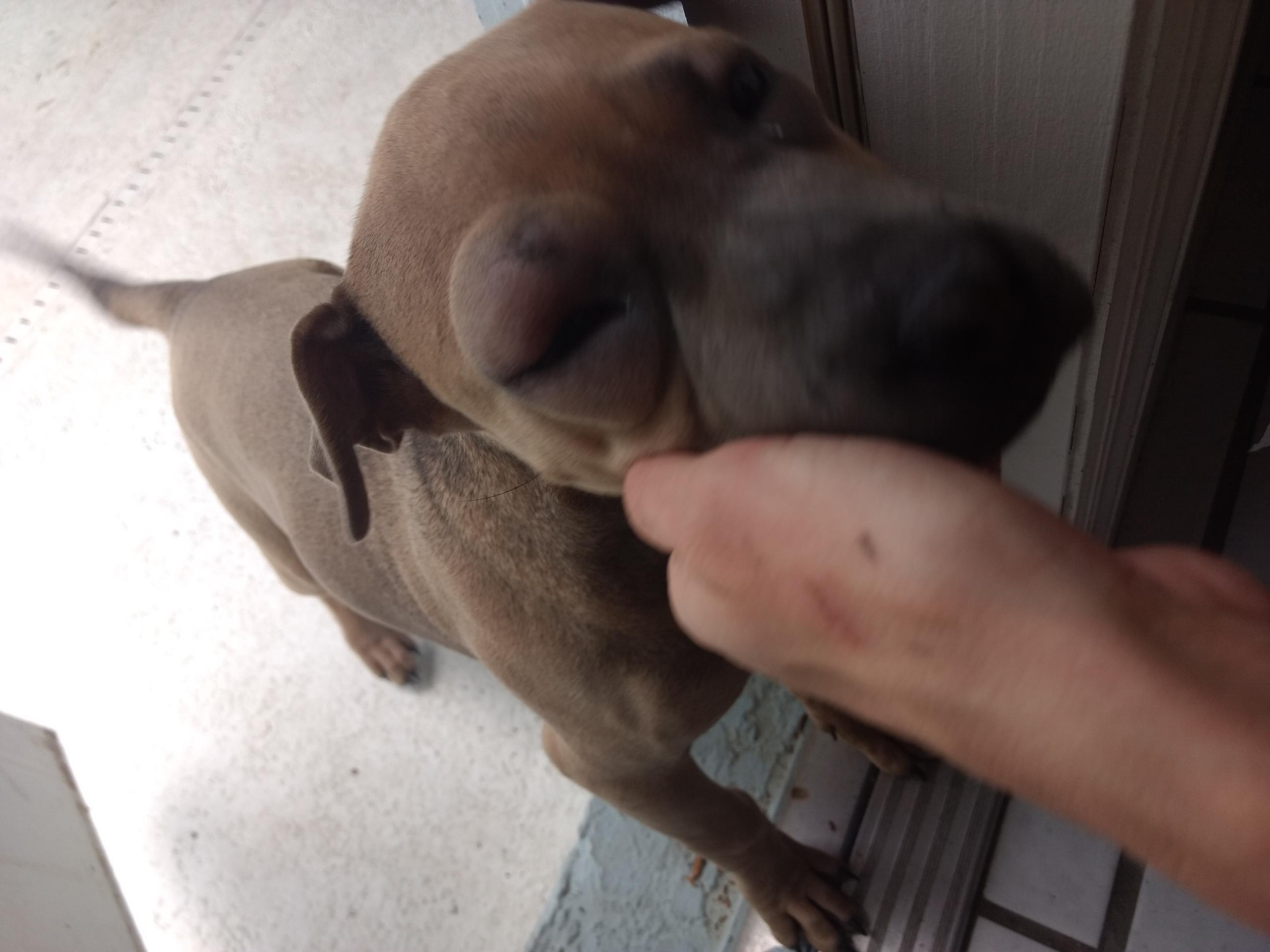 My Dog's Eye Swollen Shut? What to Do & Is It Serious? | Petco