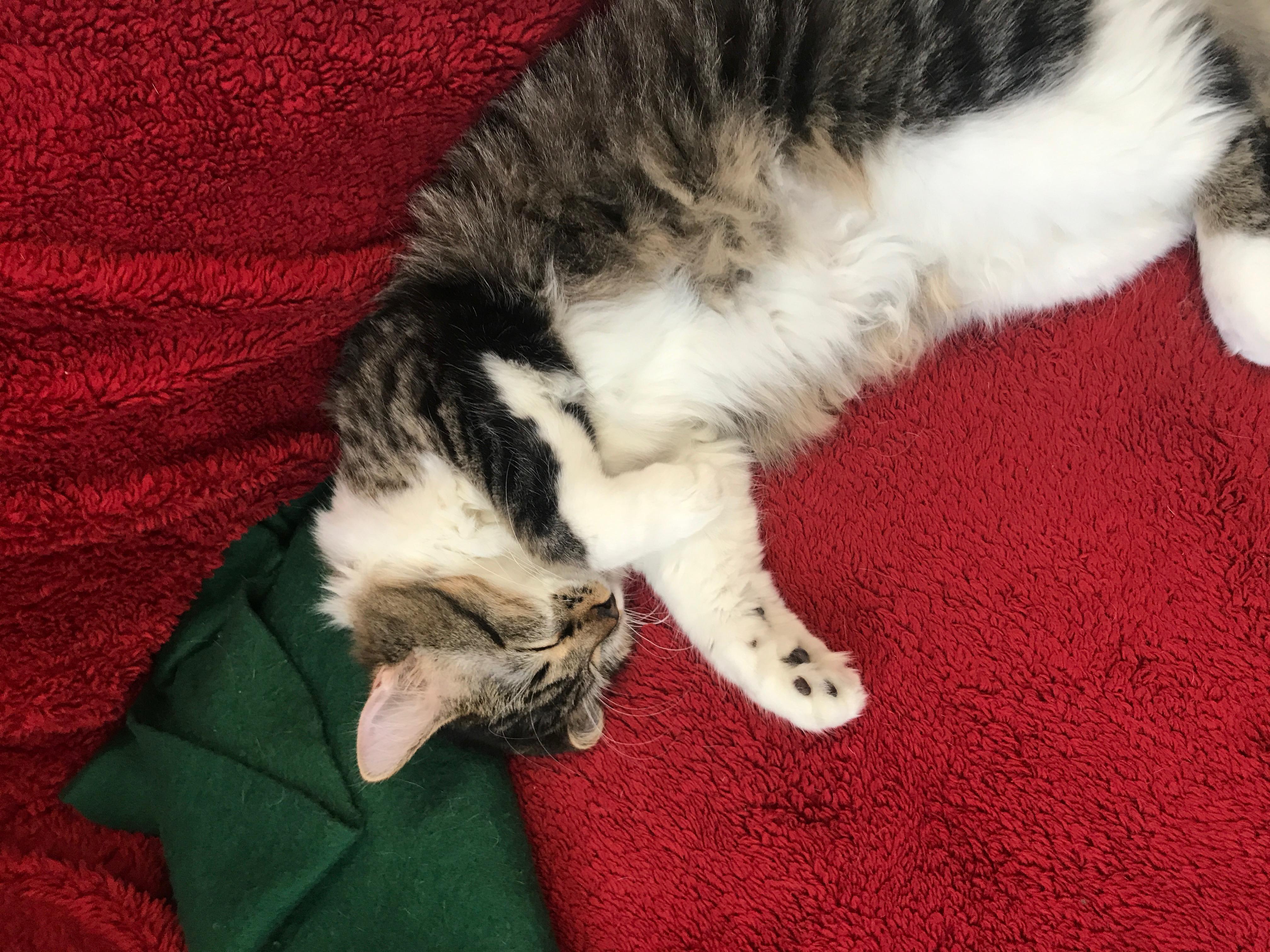 Hello! My 8 month old cat has been experiencing runny poop. It doesn’t ...