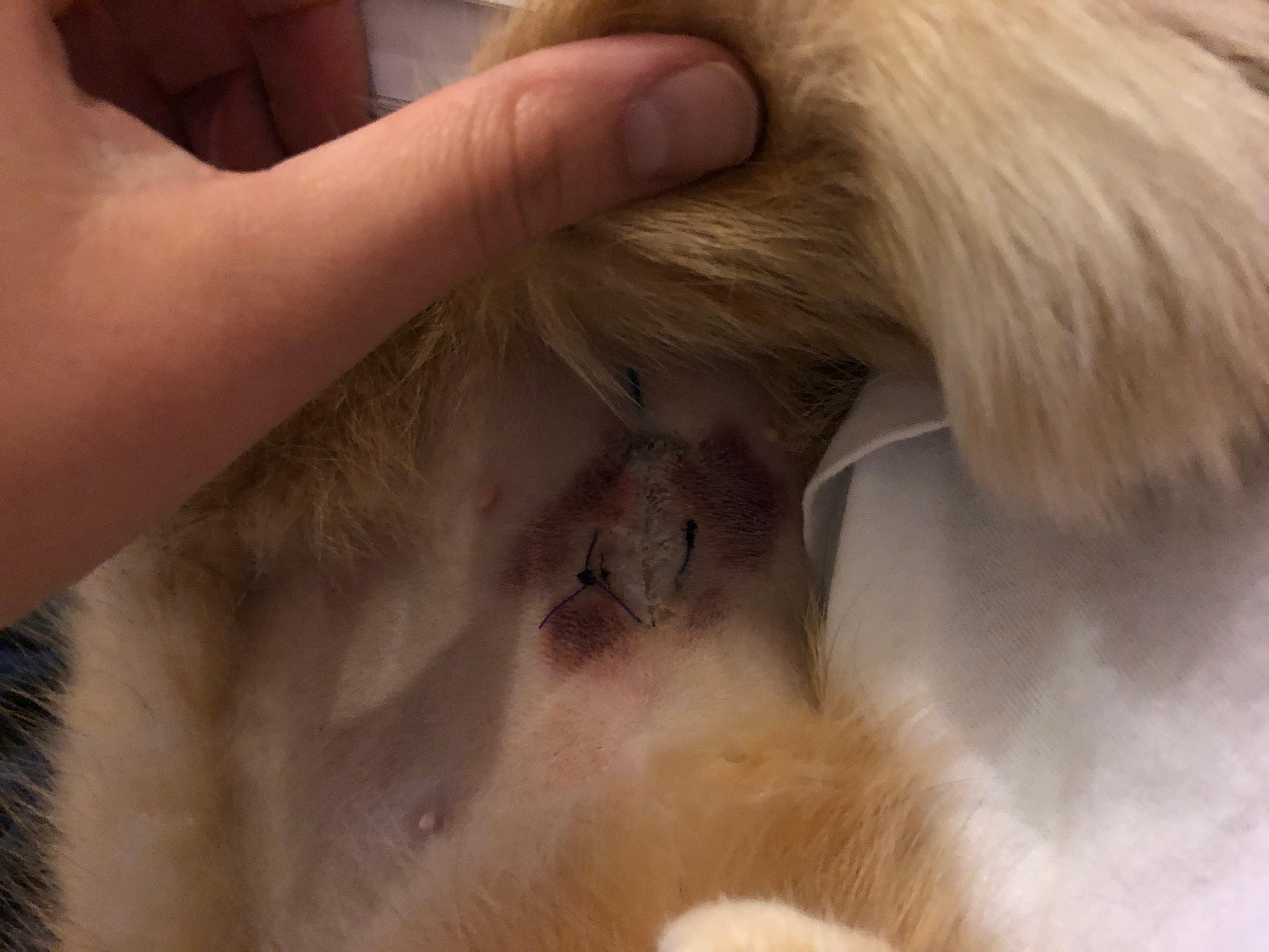 Cat's spay incision bruised? Is it normal after surgery? | Petco