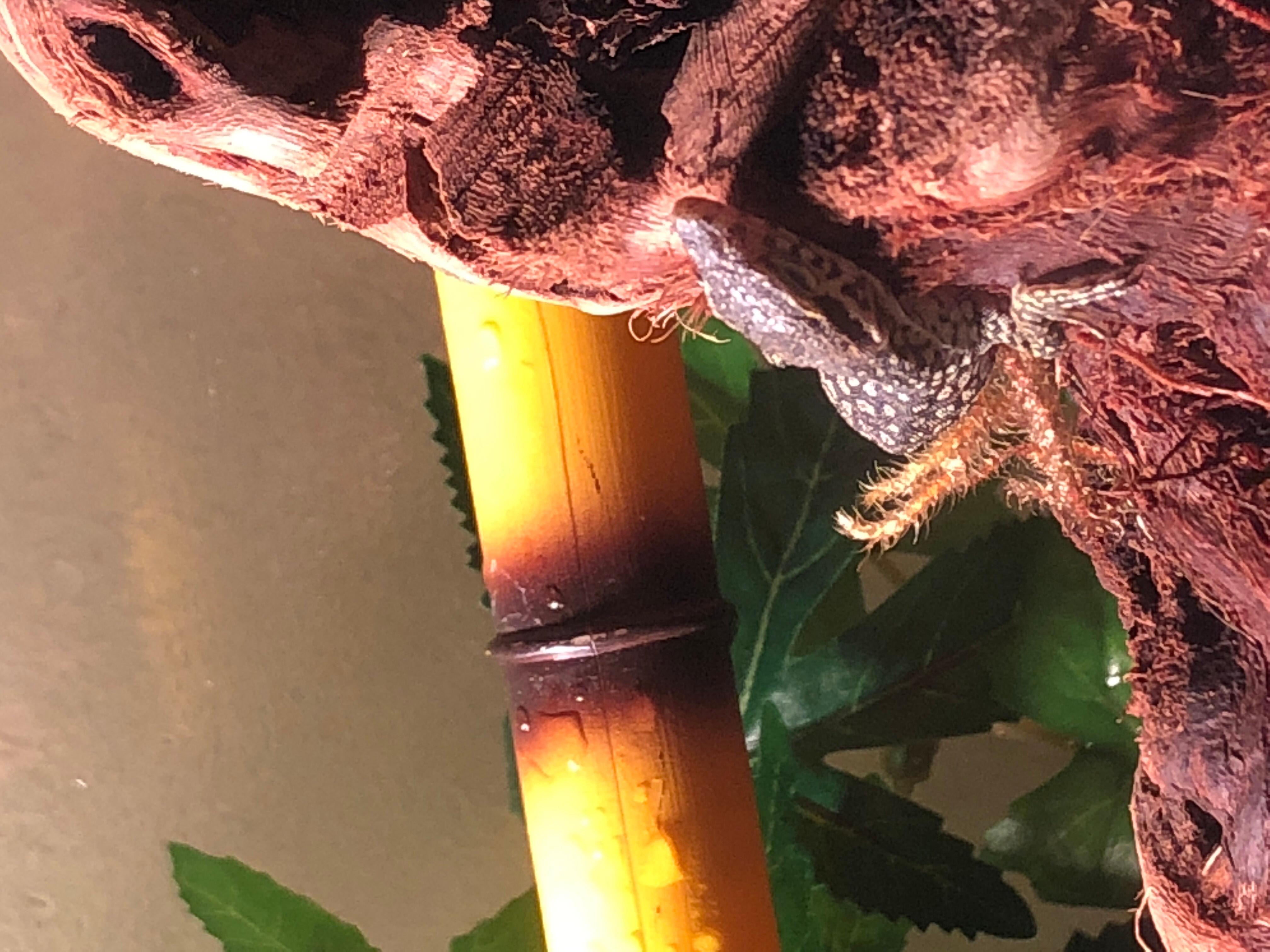 My Timor Monitor is Lethargic & Won't Eat: What's Wrong? | Petco