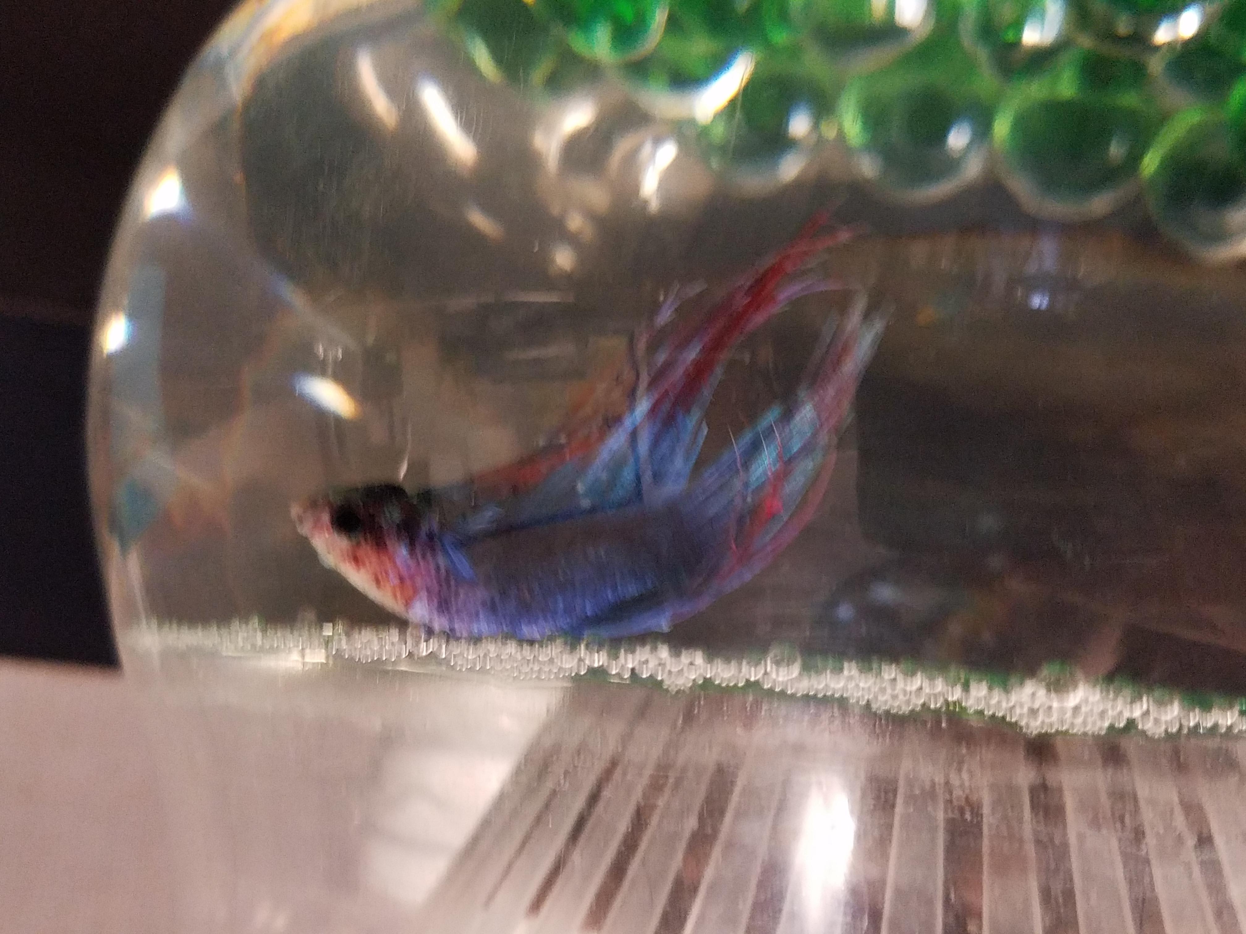 My Betta Fish Looks Sick: How to Identify & Treat Symptoms | Petco